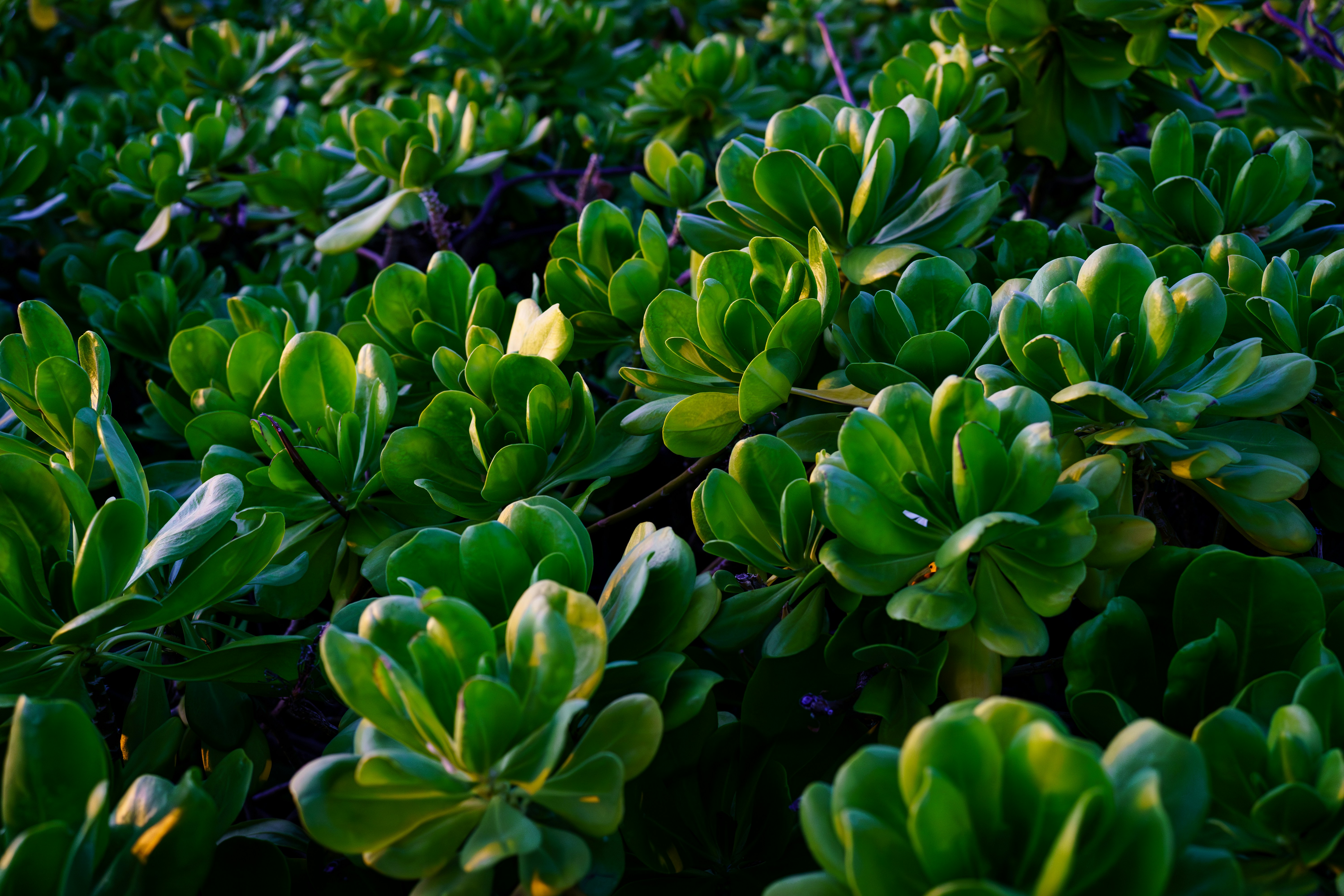 Lush green foliage bathed in warm sunlight, showcasing vibrant textures and shades.