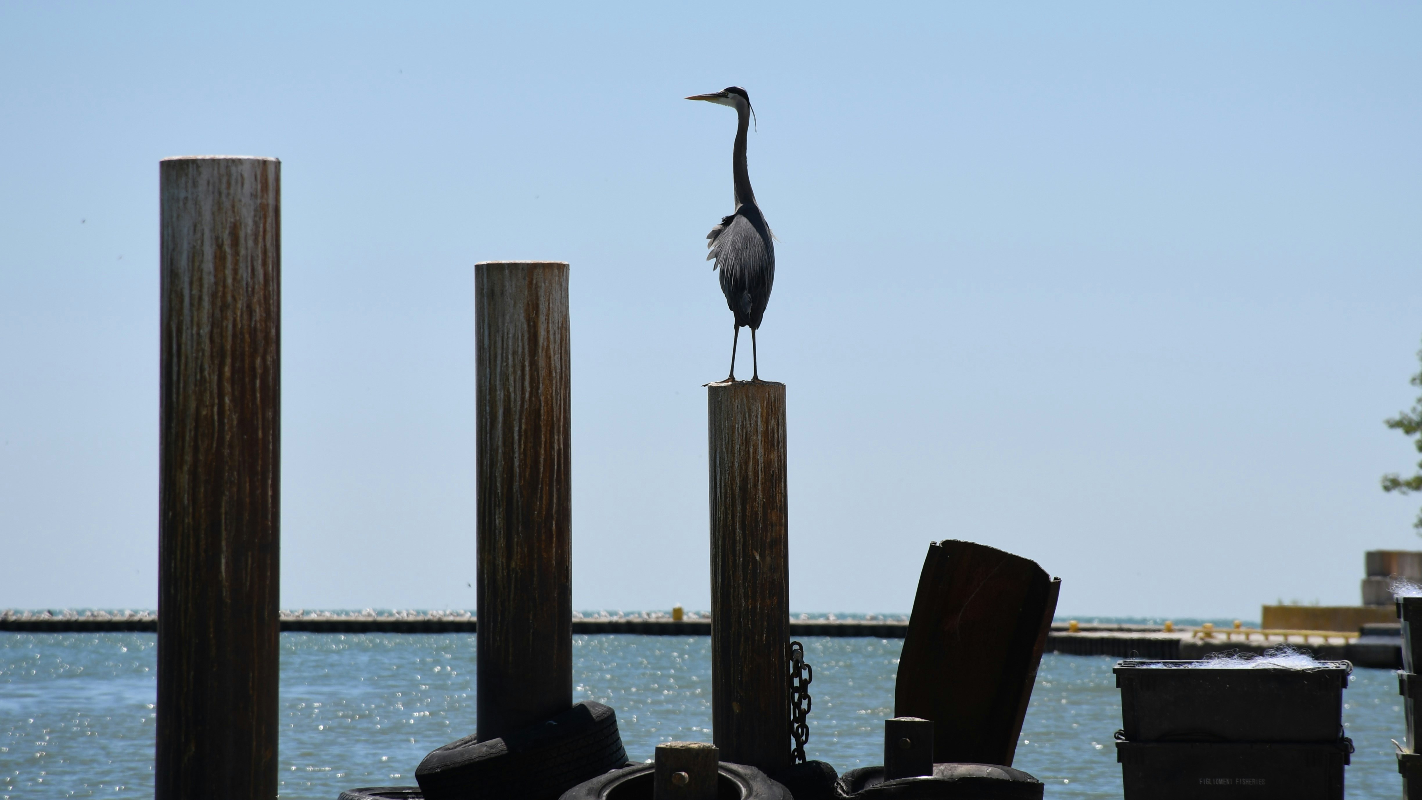 Coastal Sentinel: Great Blue Heron Perched on a Weathered Pier Post