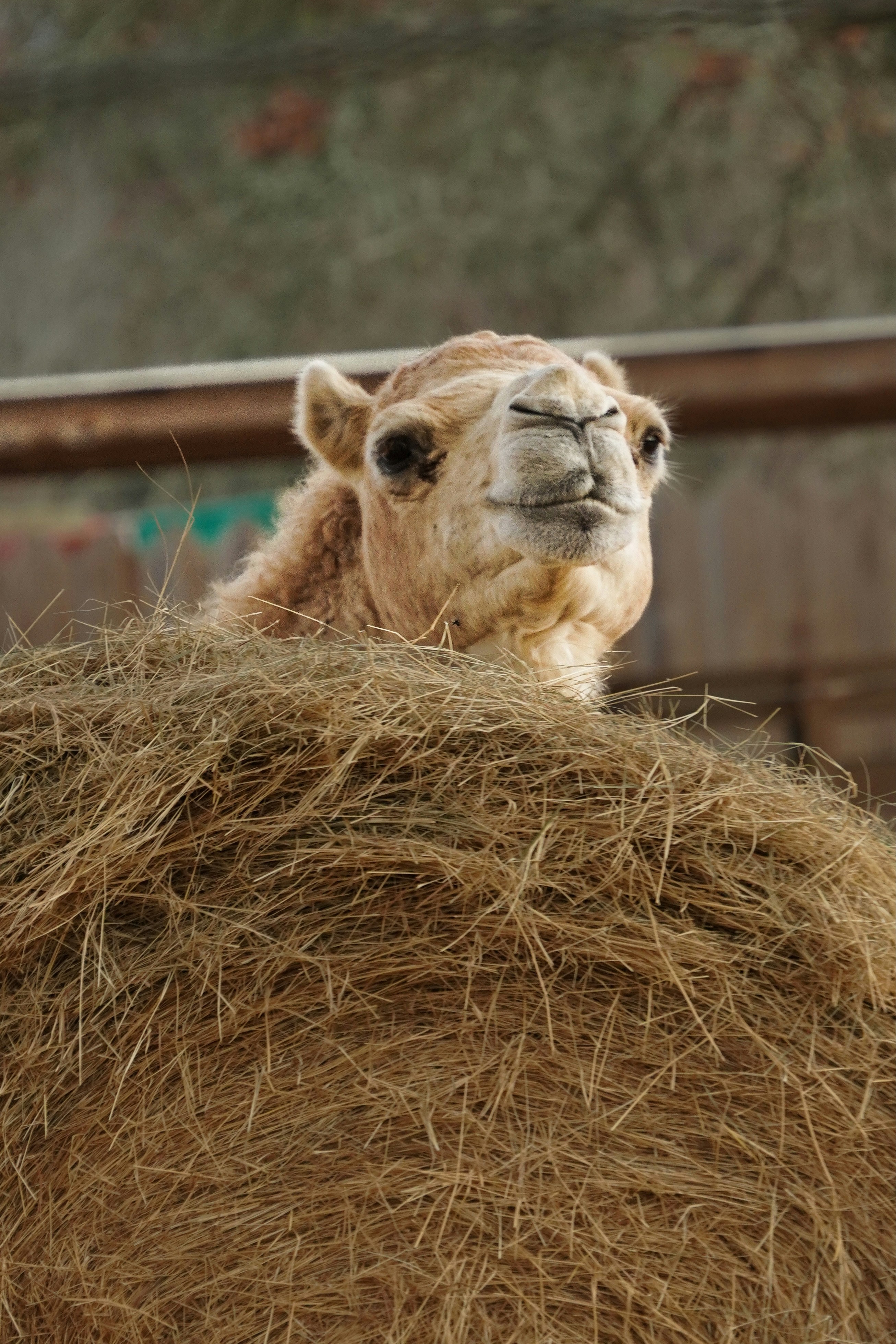 A camel is sitting on top of a pile of hay photo – Free Соединённые ...
