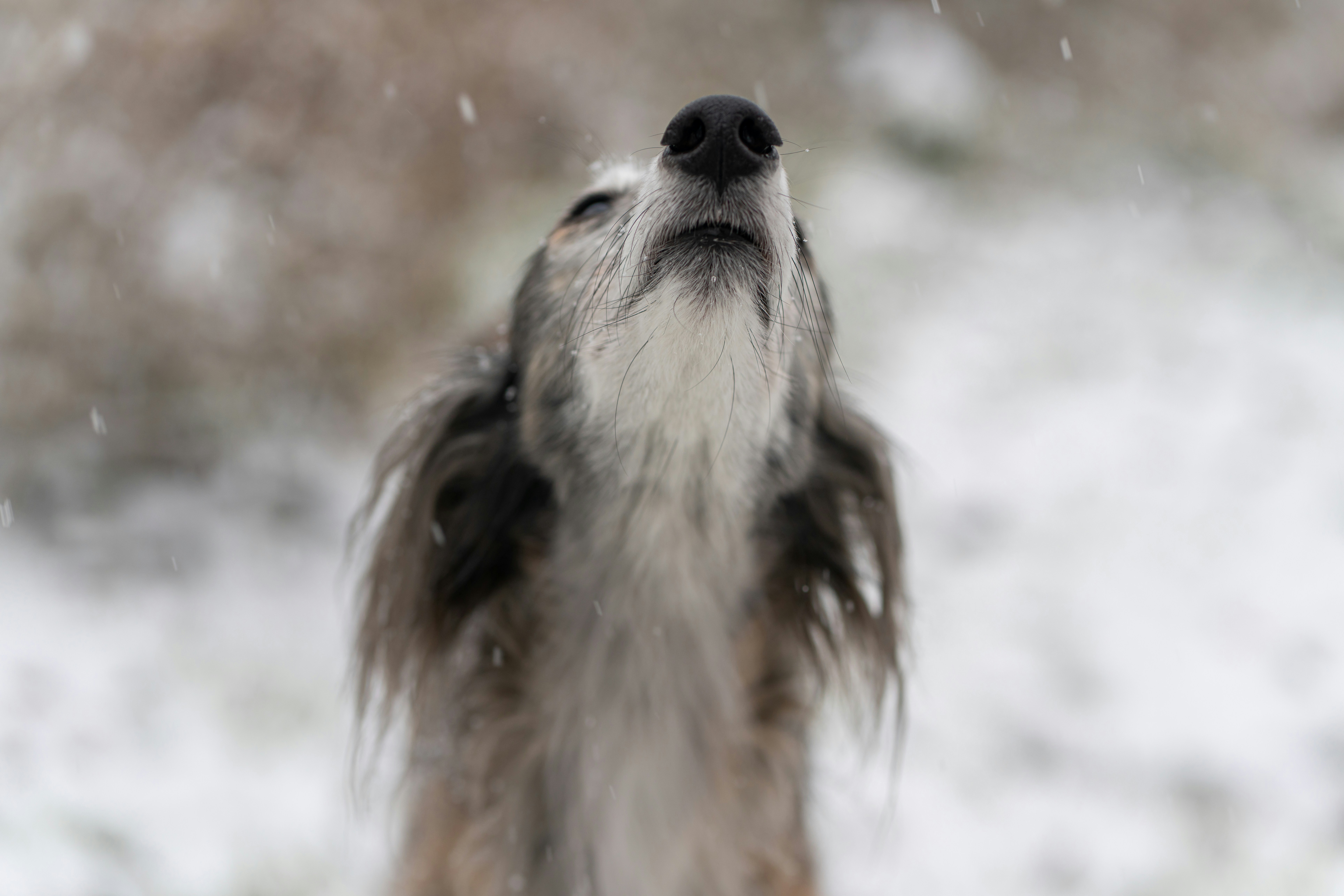Nose Up in White: A Borzoi's Winter Breath in Focus