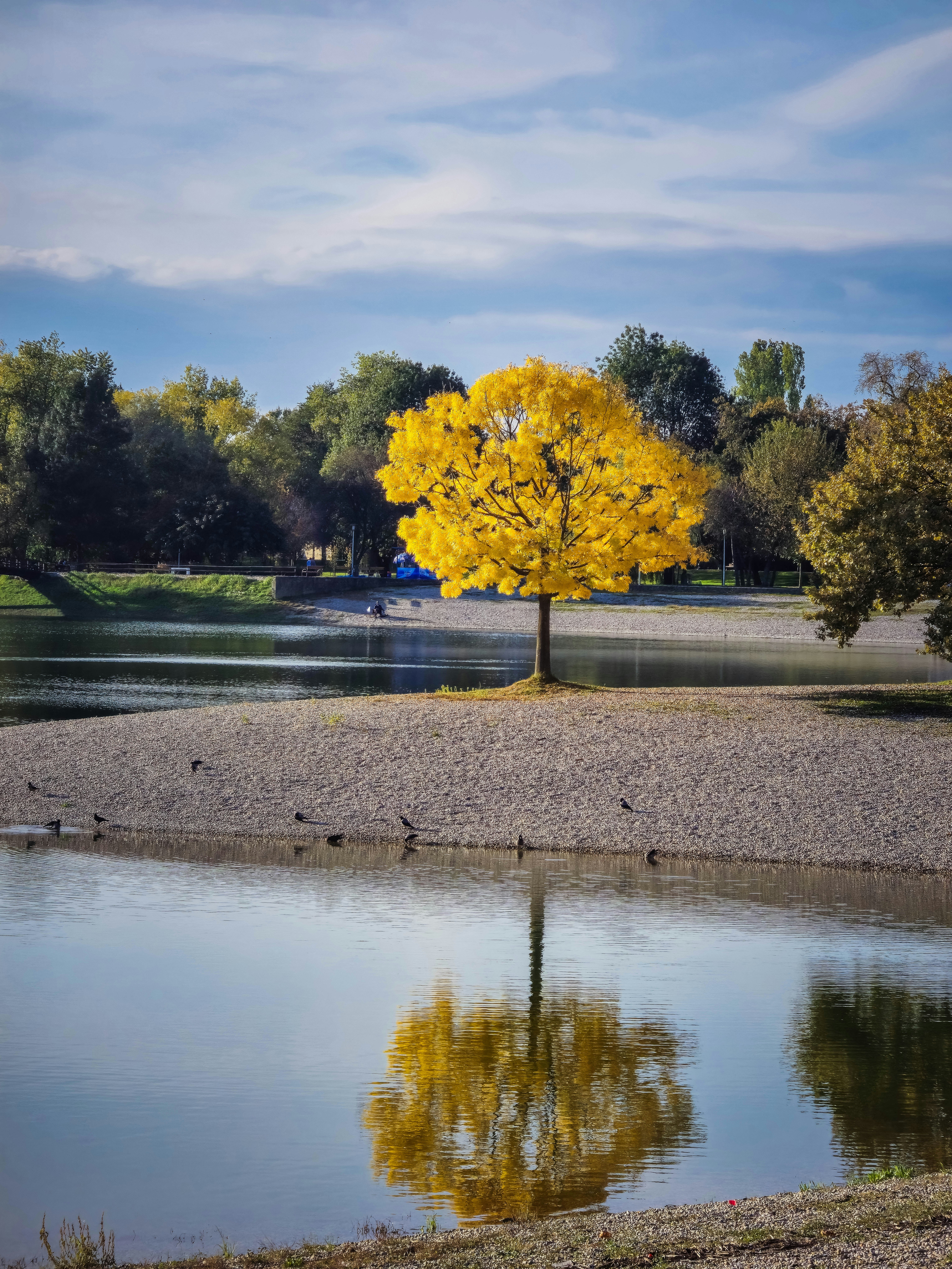 Golden Lone Tree Framing a Quiet Lake Reflection