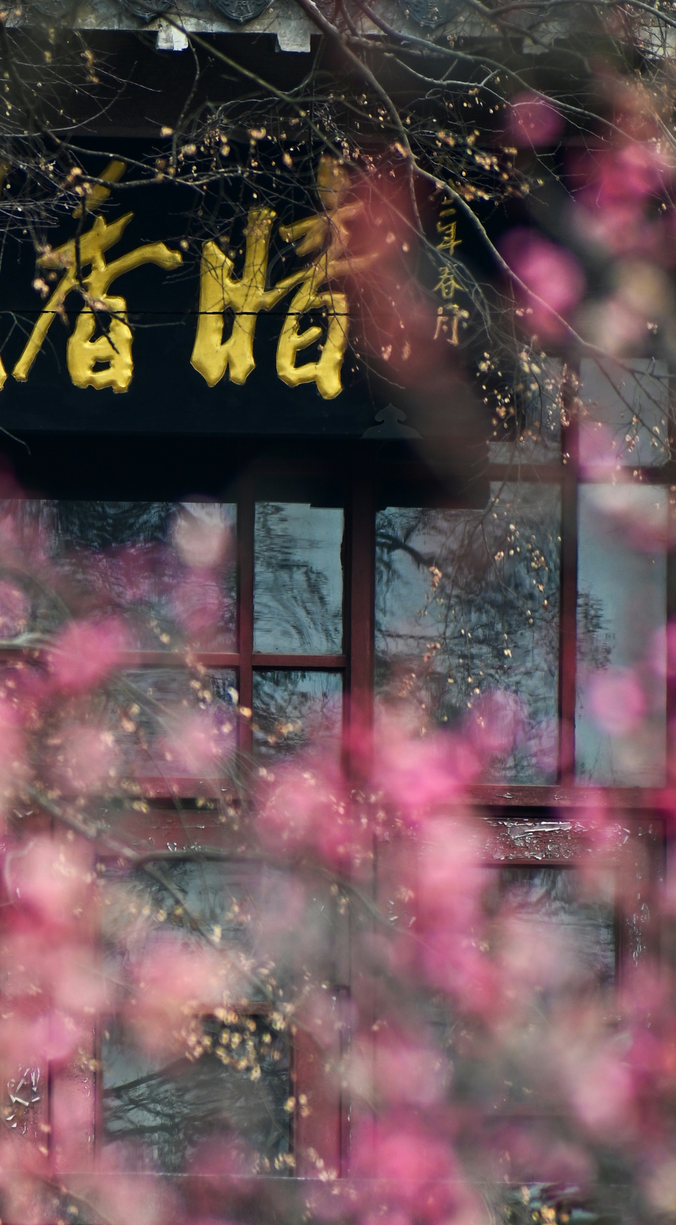 Gold Script Above a Glassy Courtyard Framed by Spring Blossoms
