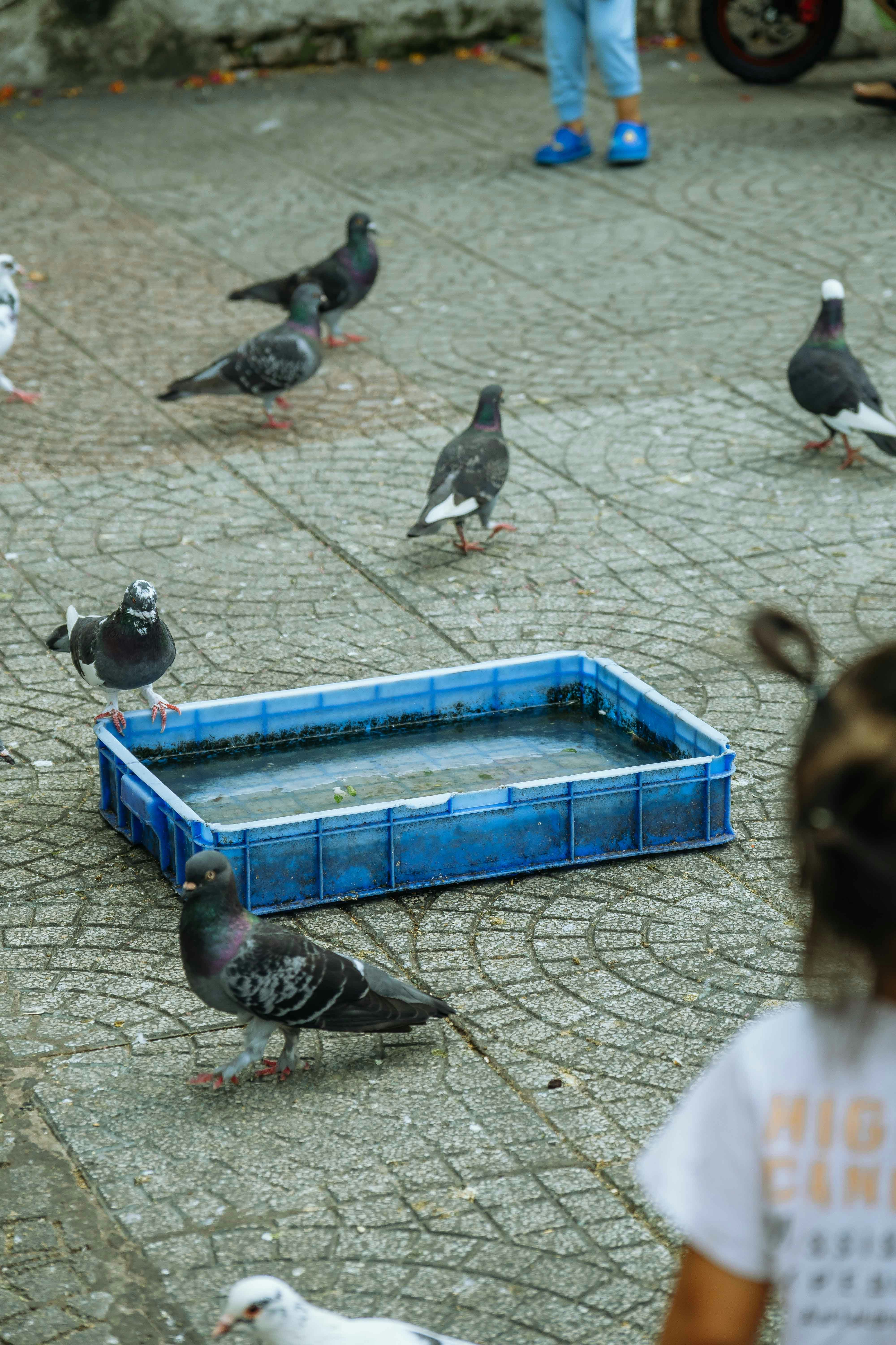 Blue Tray, Gray Feathers: Pigeons Convene in a City Courtyard