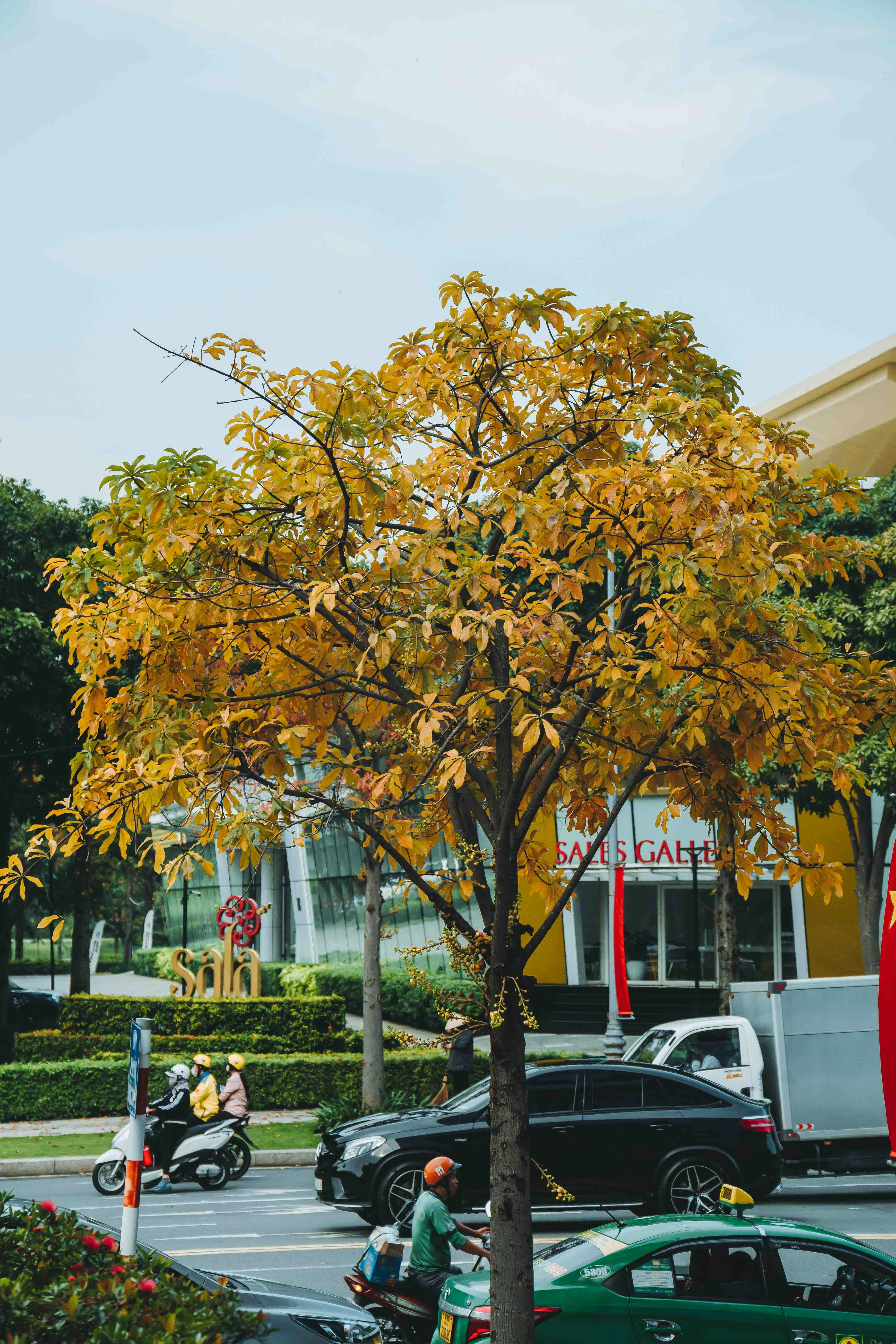 Golden Canopy Over a City Street: Autumn Light Framing a Glass-front Scene