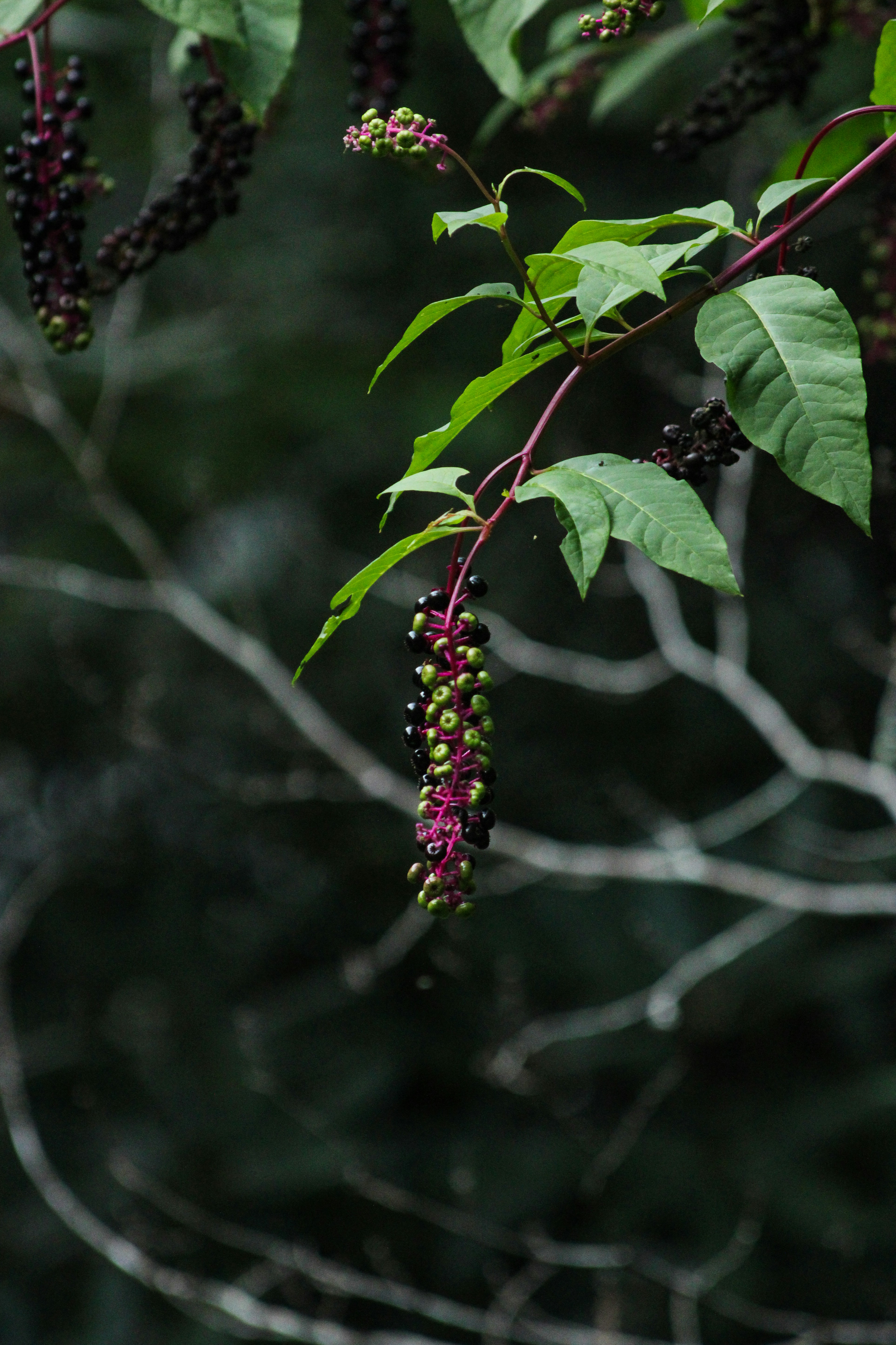 Inkberry Pendant: Magenta Stem Carrying Dark Berries in Shadowed Foliage