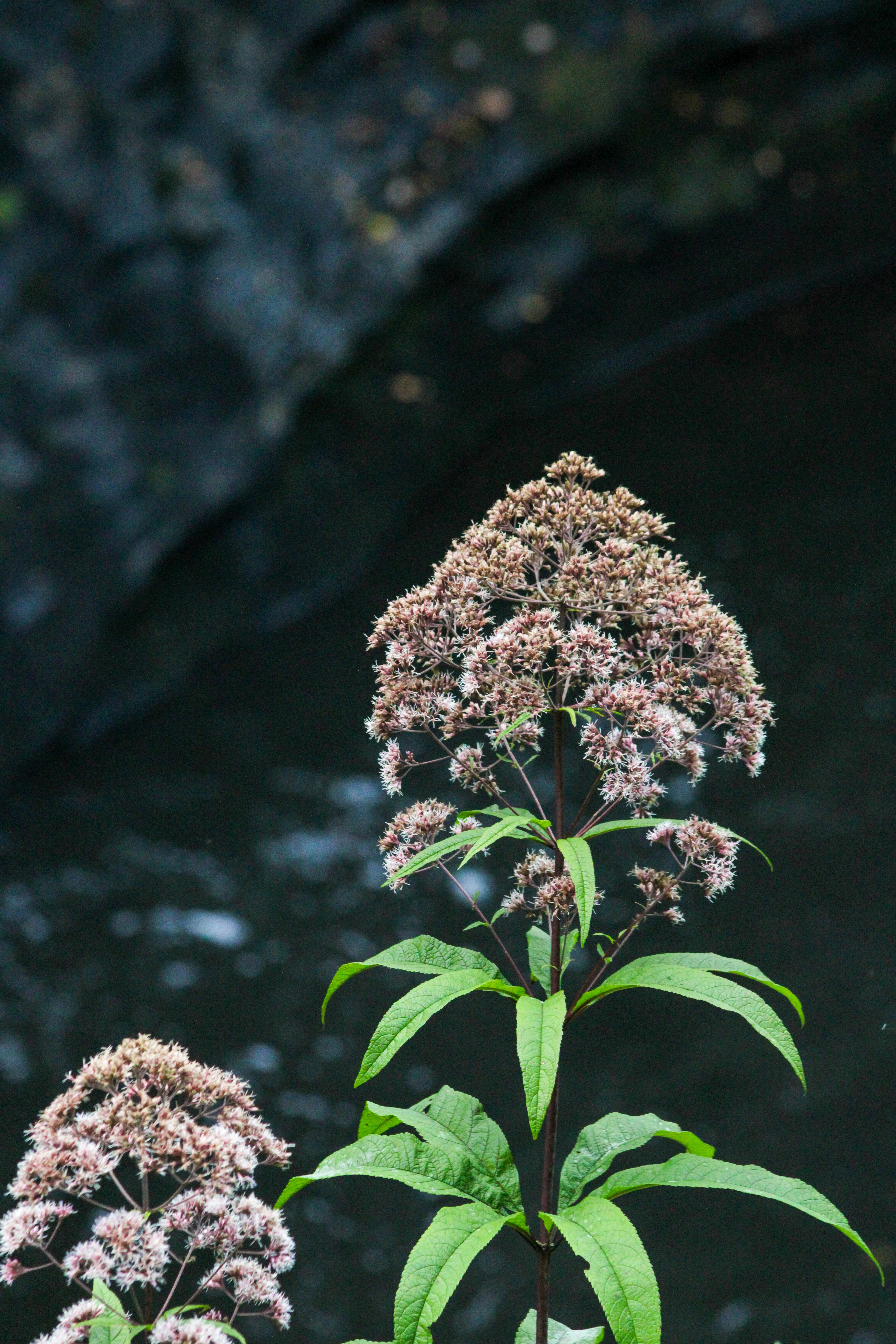 Blush Umbel Rising from Shadowed Water