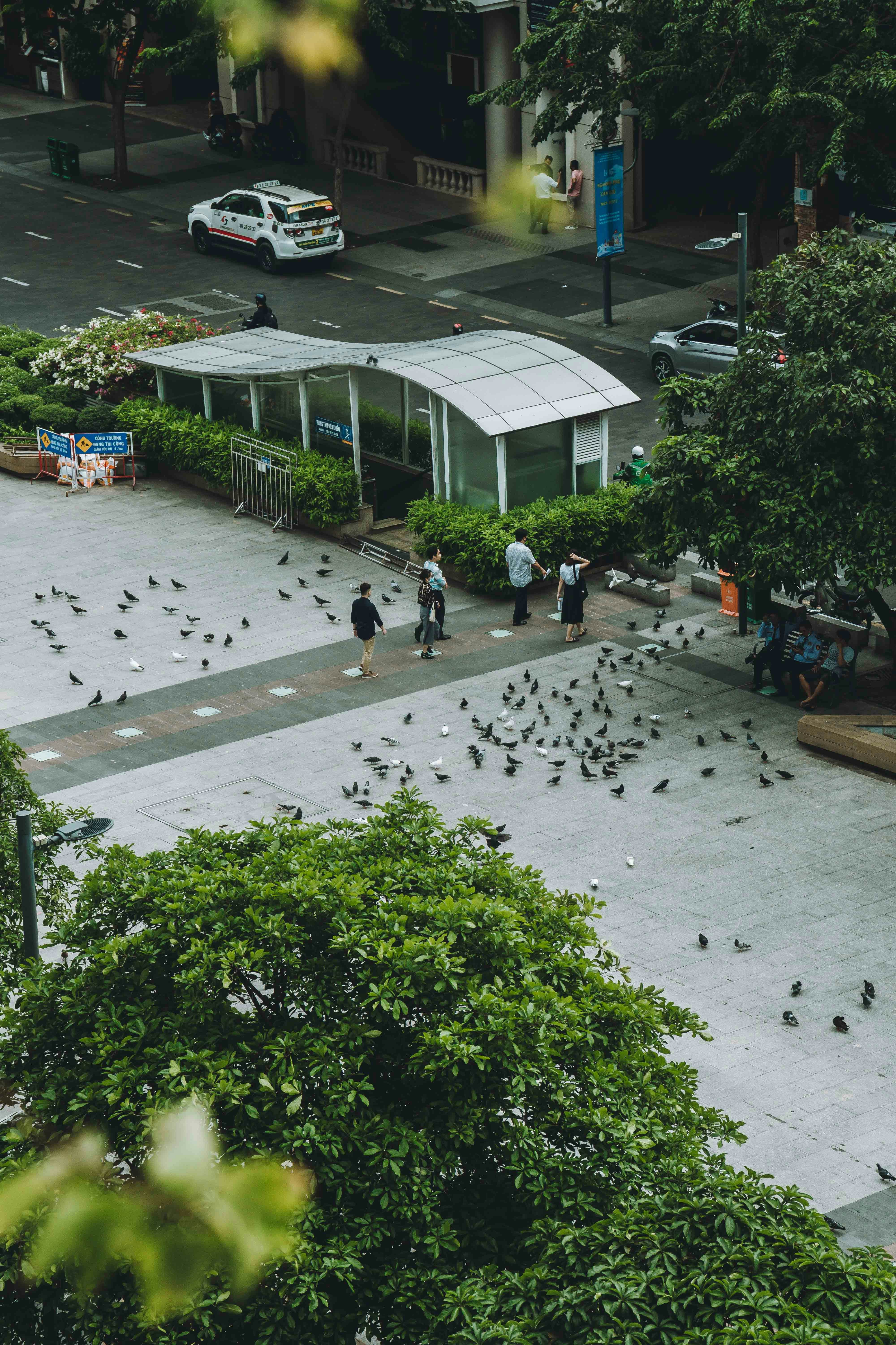 Curved Shelter and City Pigeons: A Snapshot of Everyday Urban Life