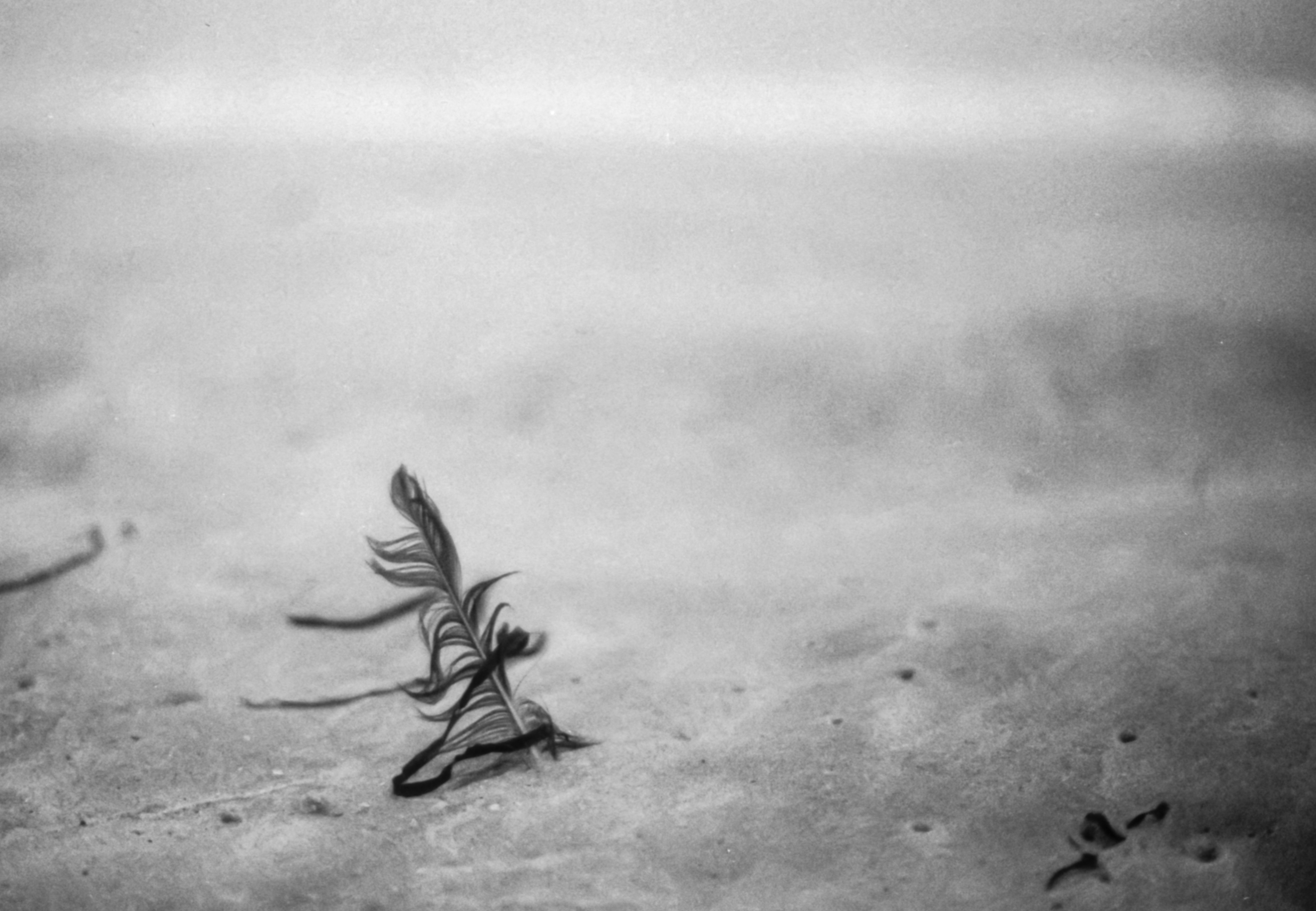 A black and white photo of a plant in the sand