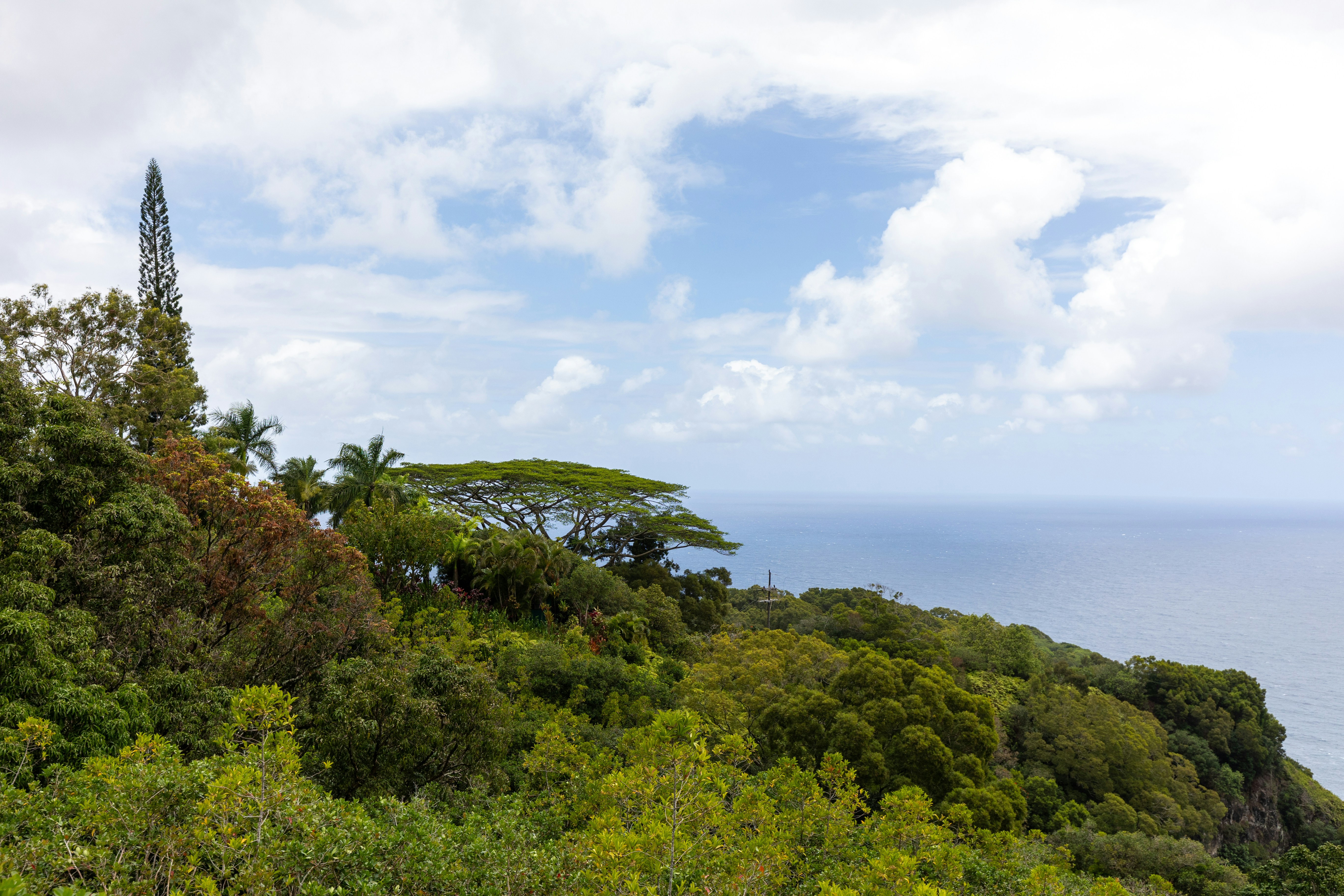 A lush green hillside covered in lots of trees photo – Free Forest ...