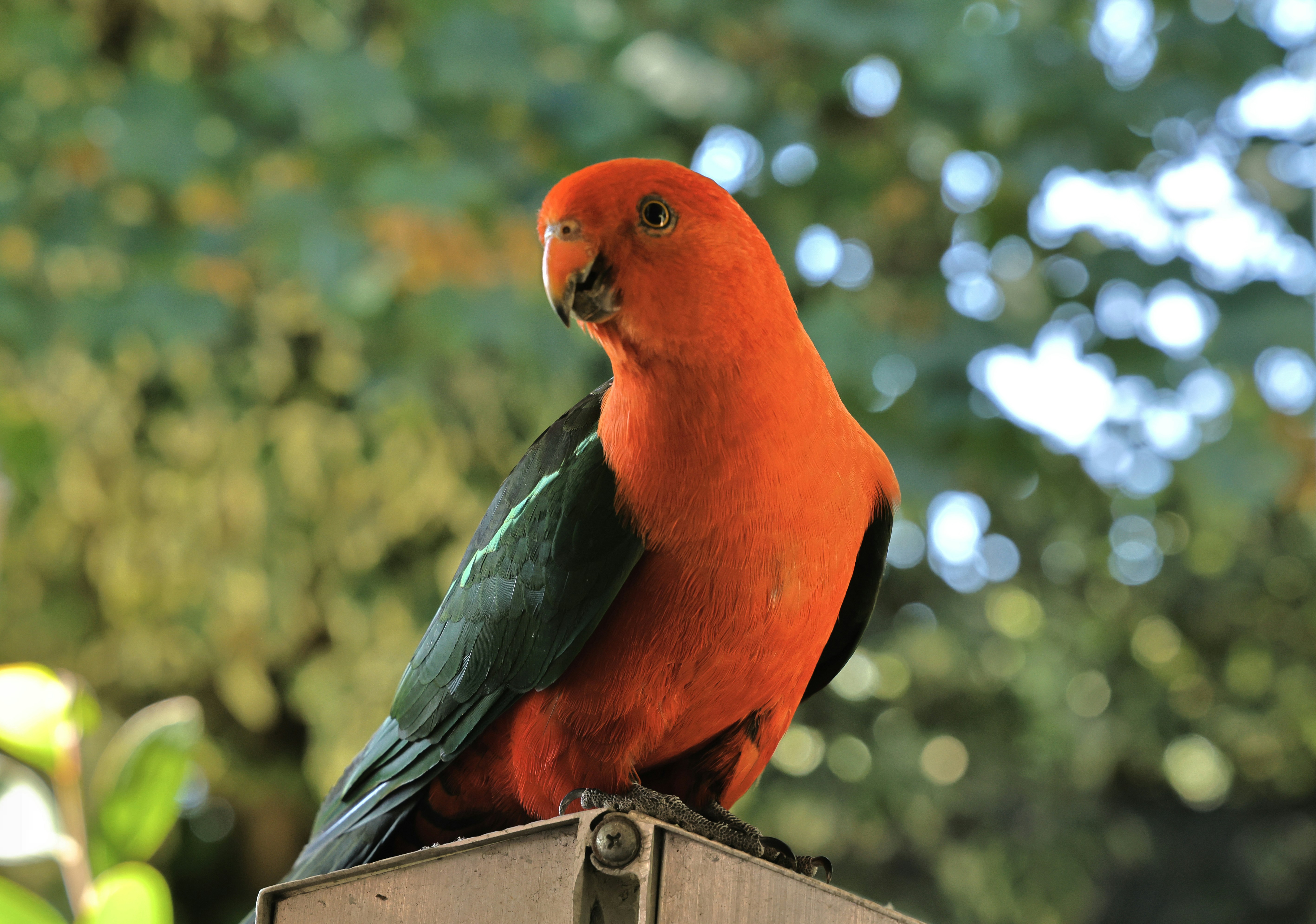 Scarlet Rosella on a Sunlit Perch in a Quiet Garden
