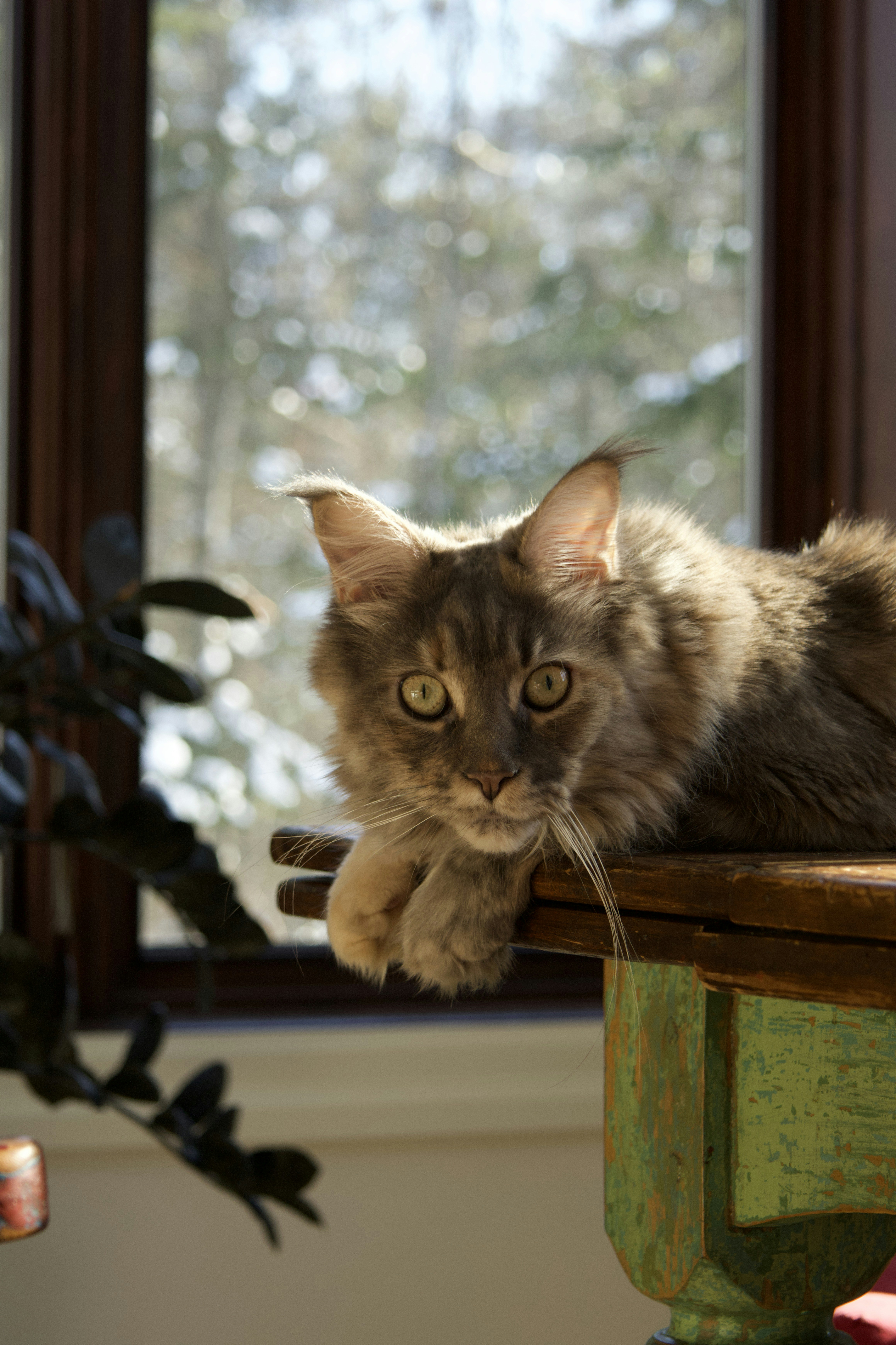 Un gato acostado encima de una mesa junto a una ventana foto – Imagen ...