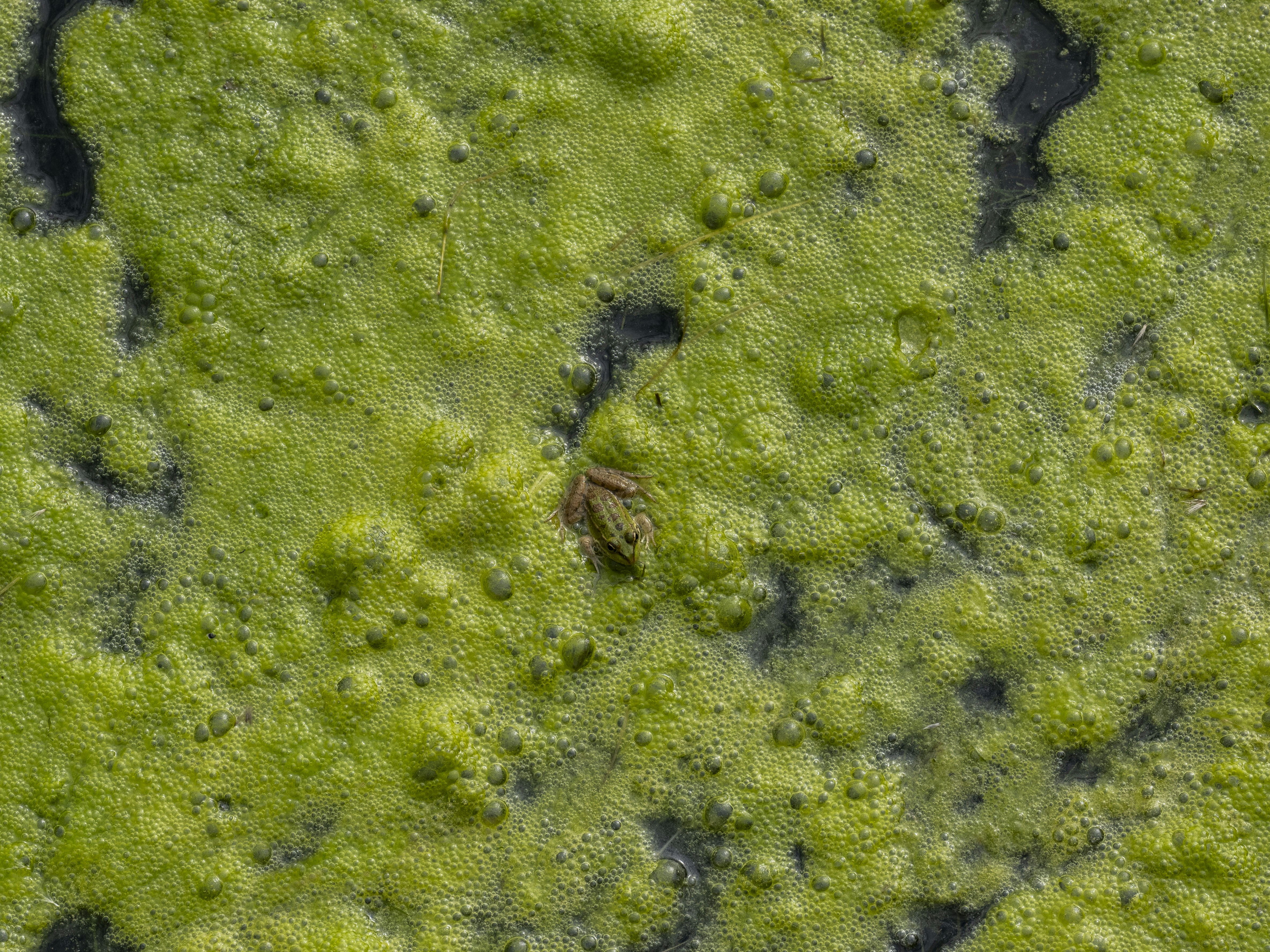 Lone brown seed on a pond-green algae canvas