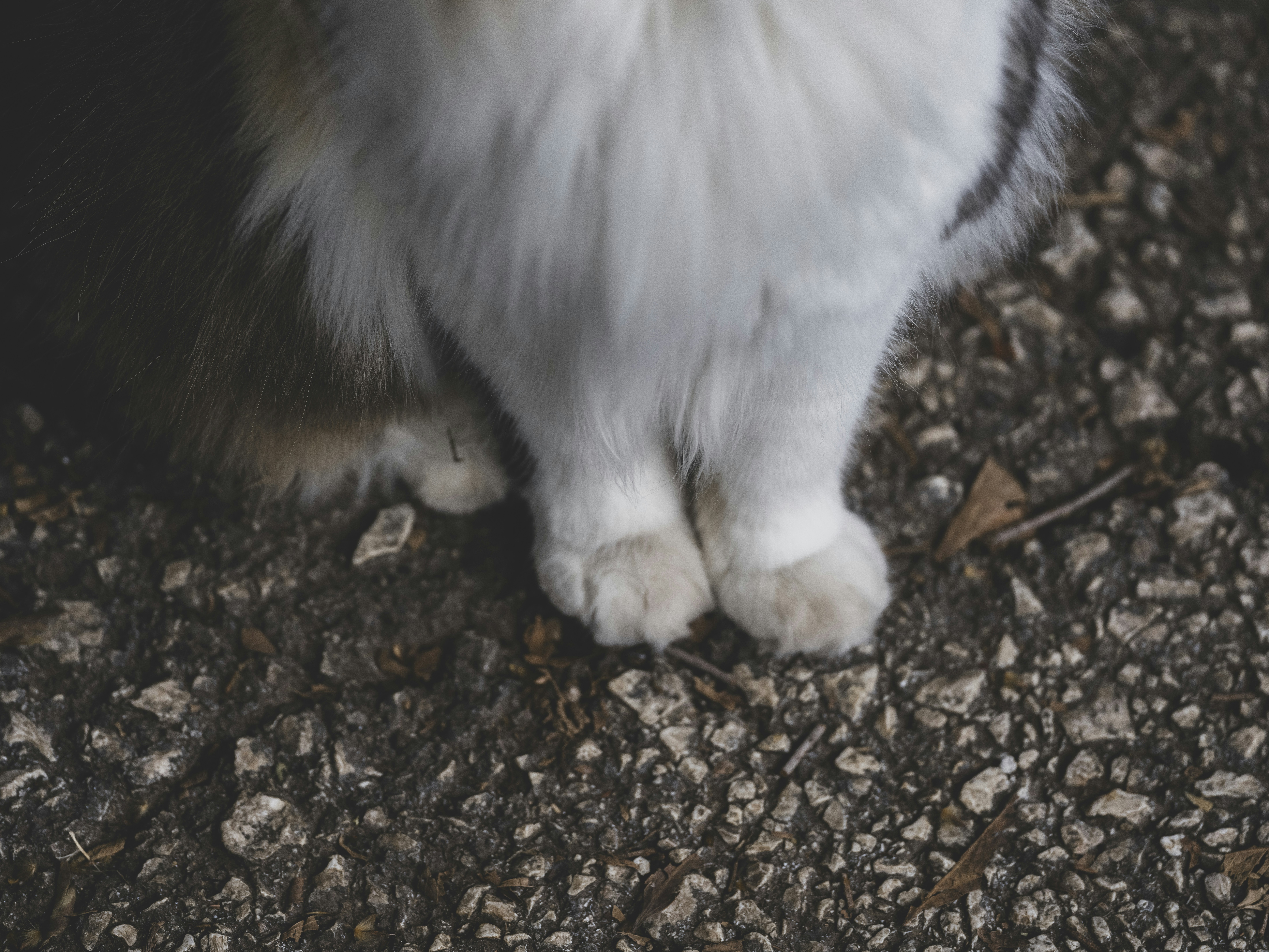 Whiskered Wanderer: A Feline's Grounded Perspective