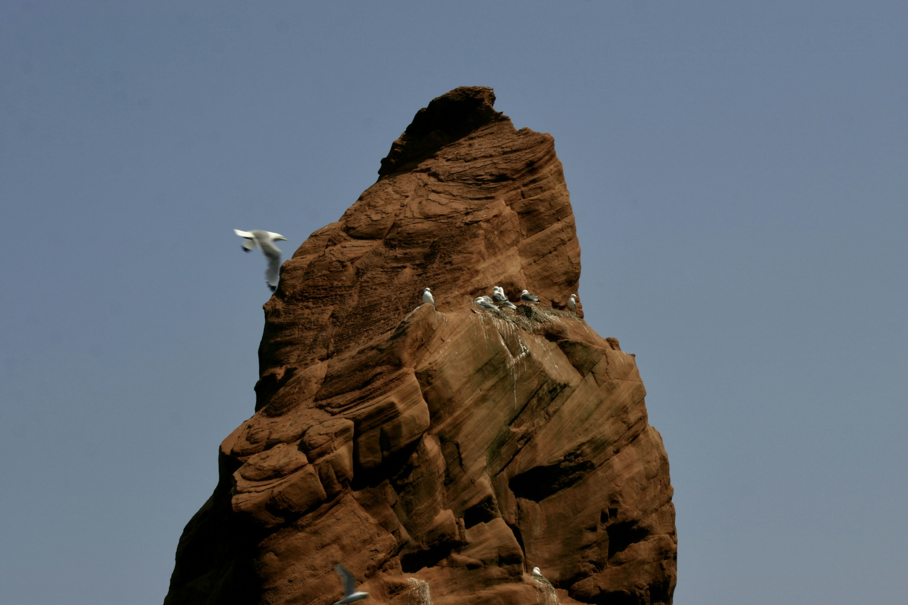Ridge of Flight: Seabird Cliffs Crown the Red Sentinel
