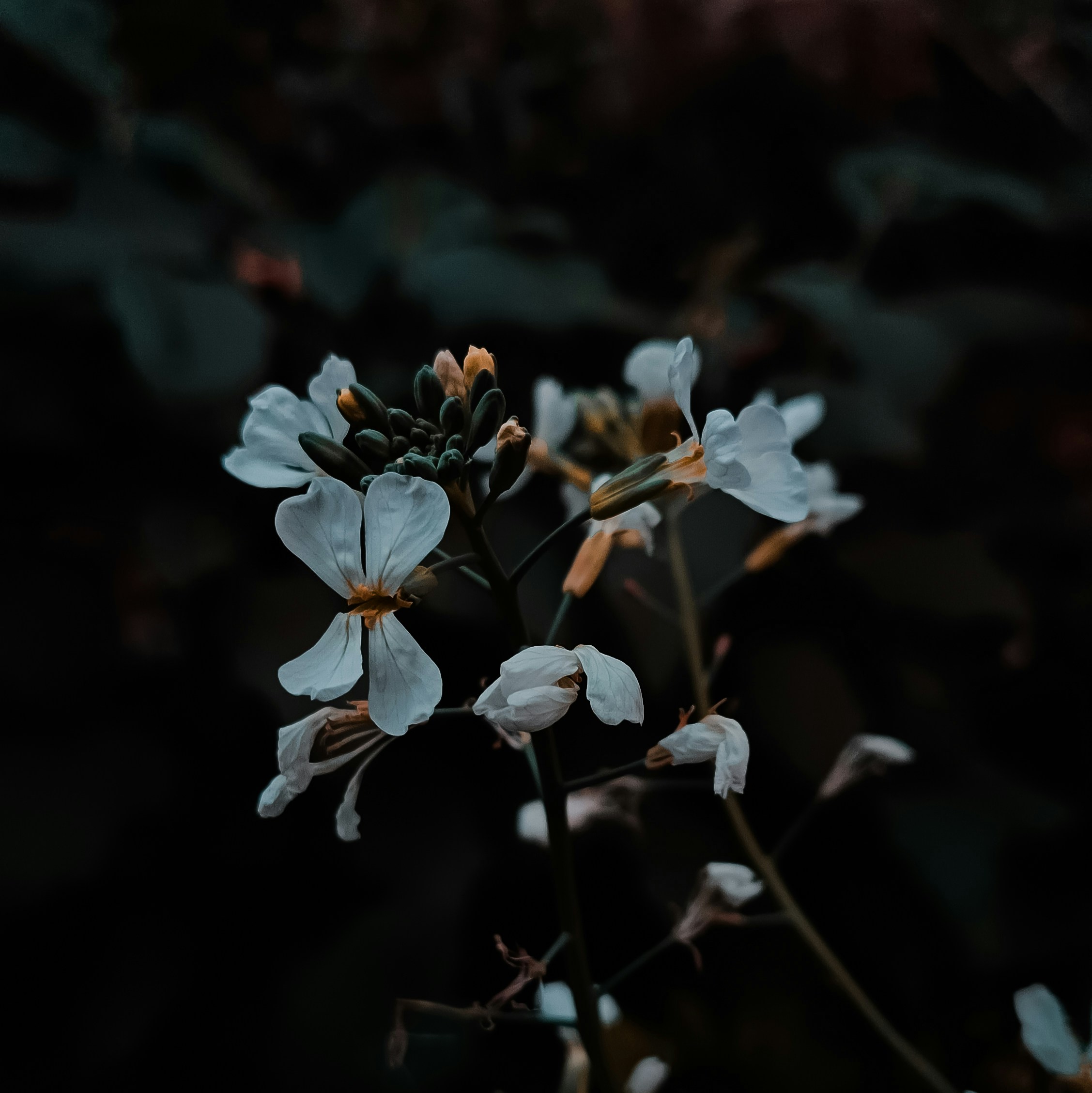 Moonlit Petals: A Quiet Bloom Emerges from the Dark