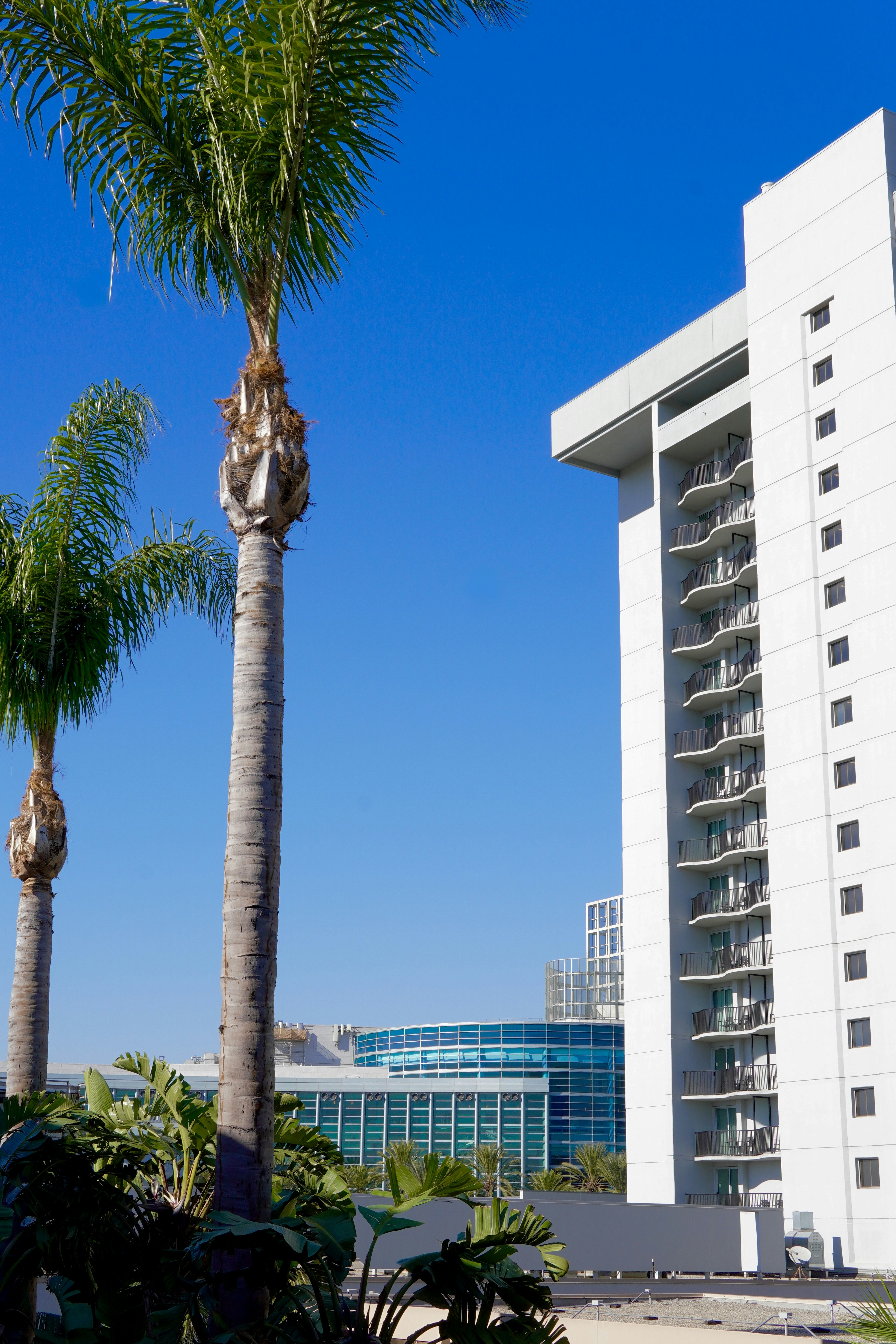 Cerulean Sky, Palm Columns, and Modern Facades: A Quiet Cityscape