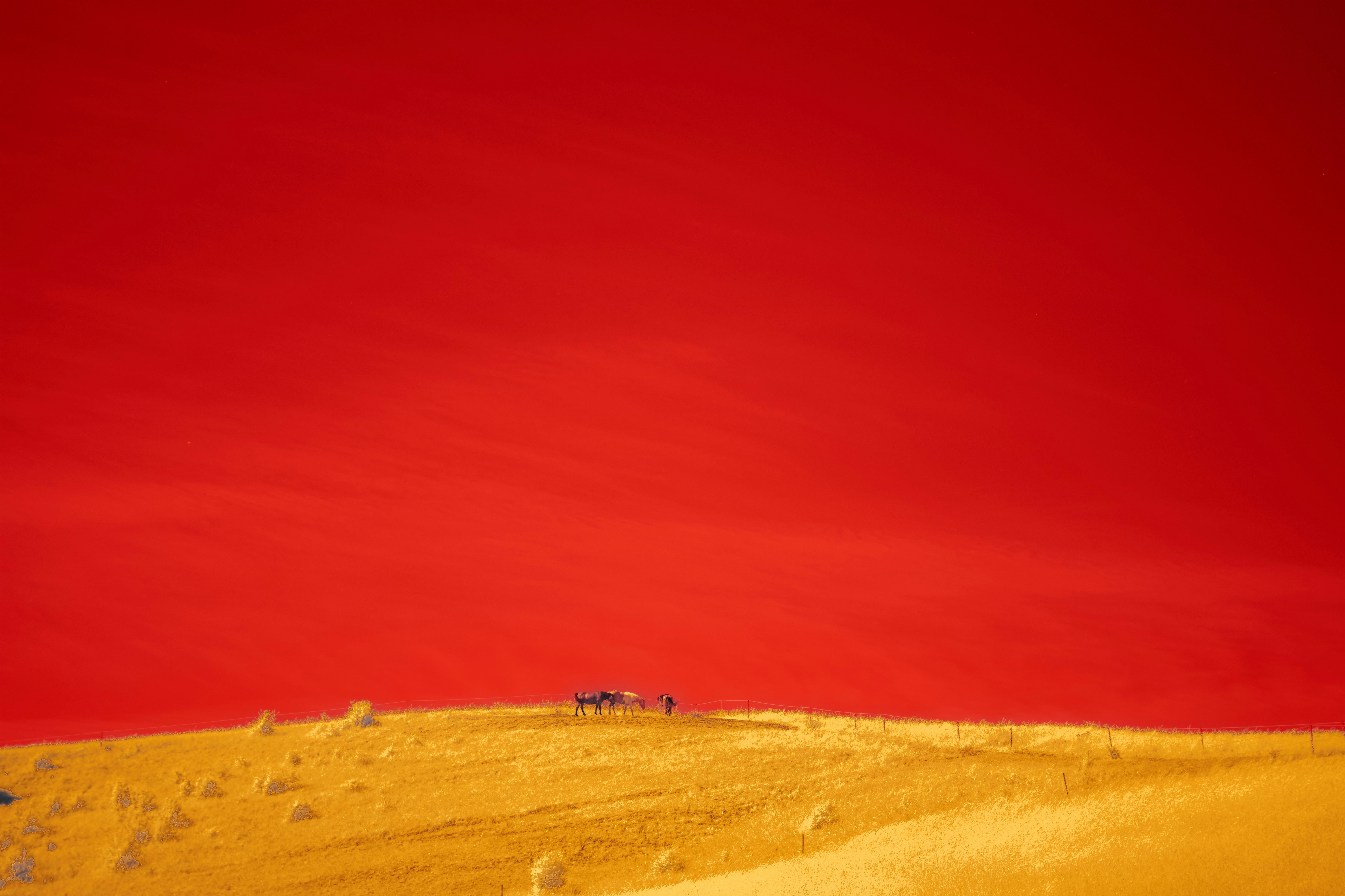 Vibrant red sky contrasts with a yellow landscape featuring distant grazing animals.