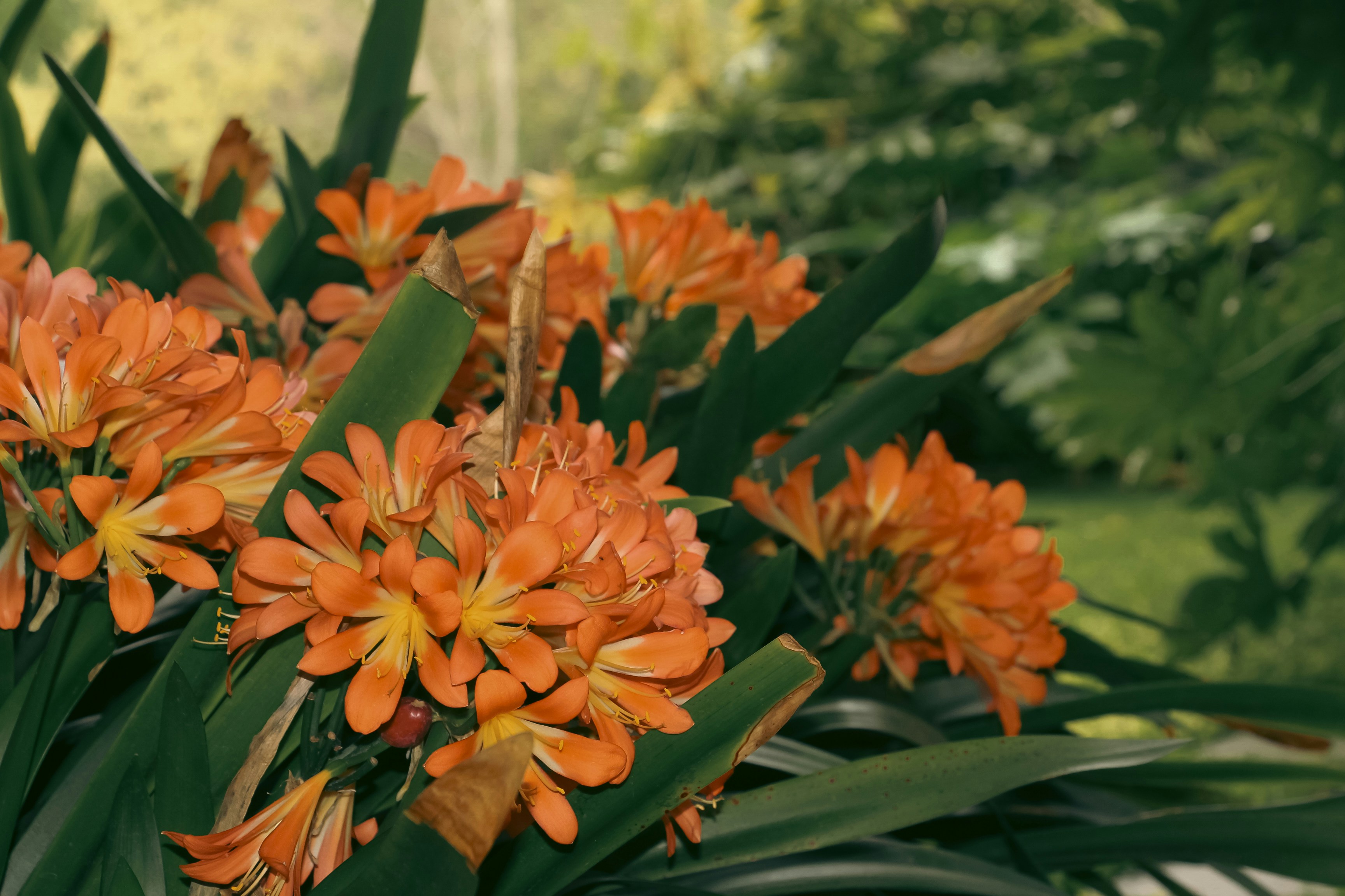 A bunch of orange flowers in a garden photo – Free Gulbenkianmuseet ...