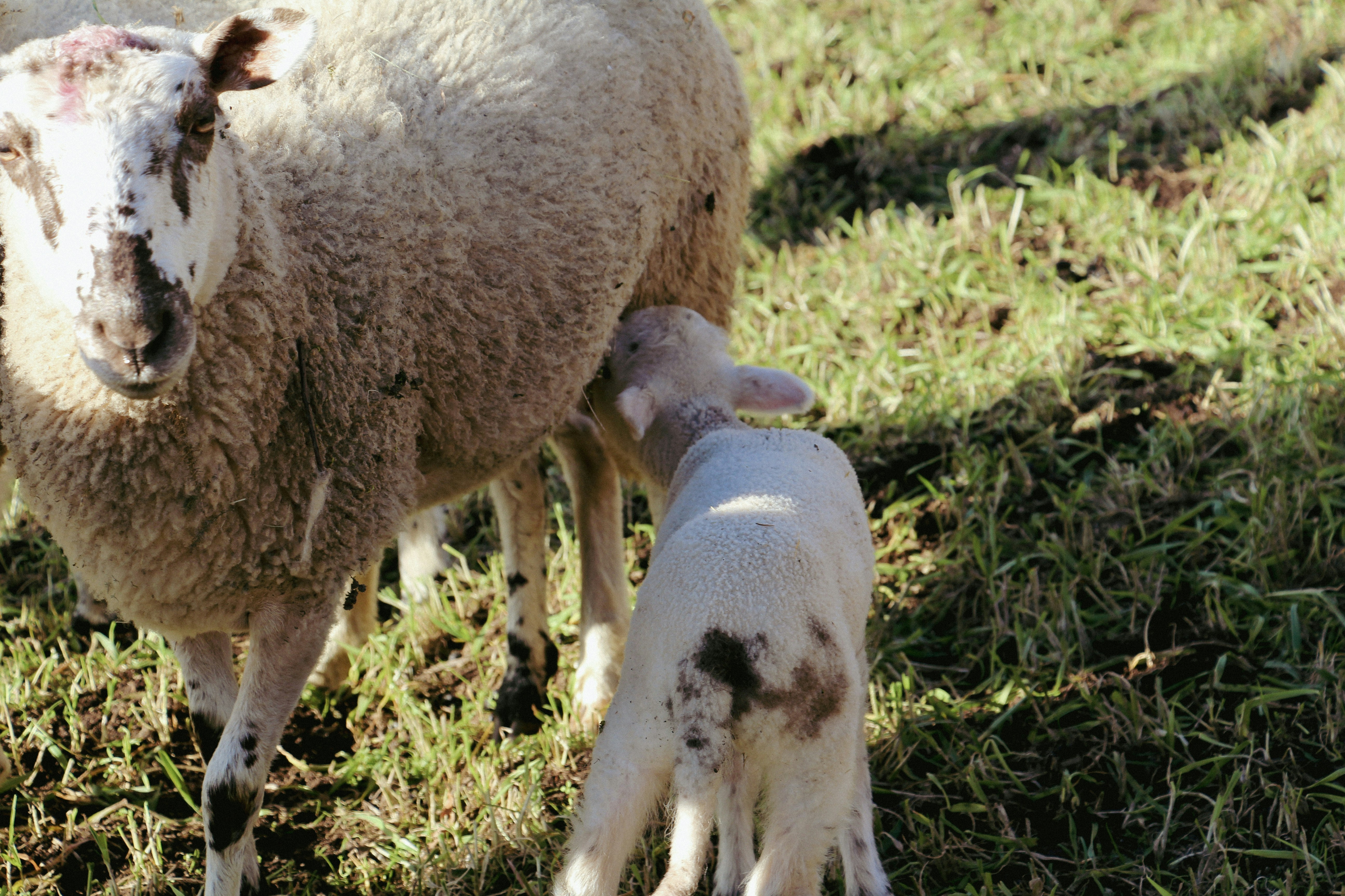 Nurturing Moments in Pastoral Life