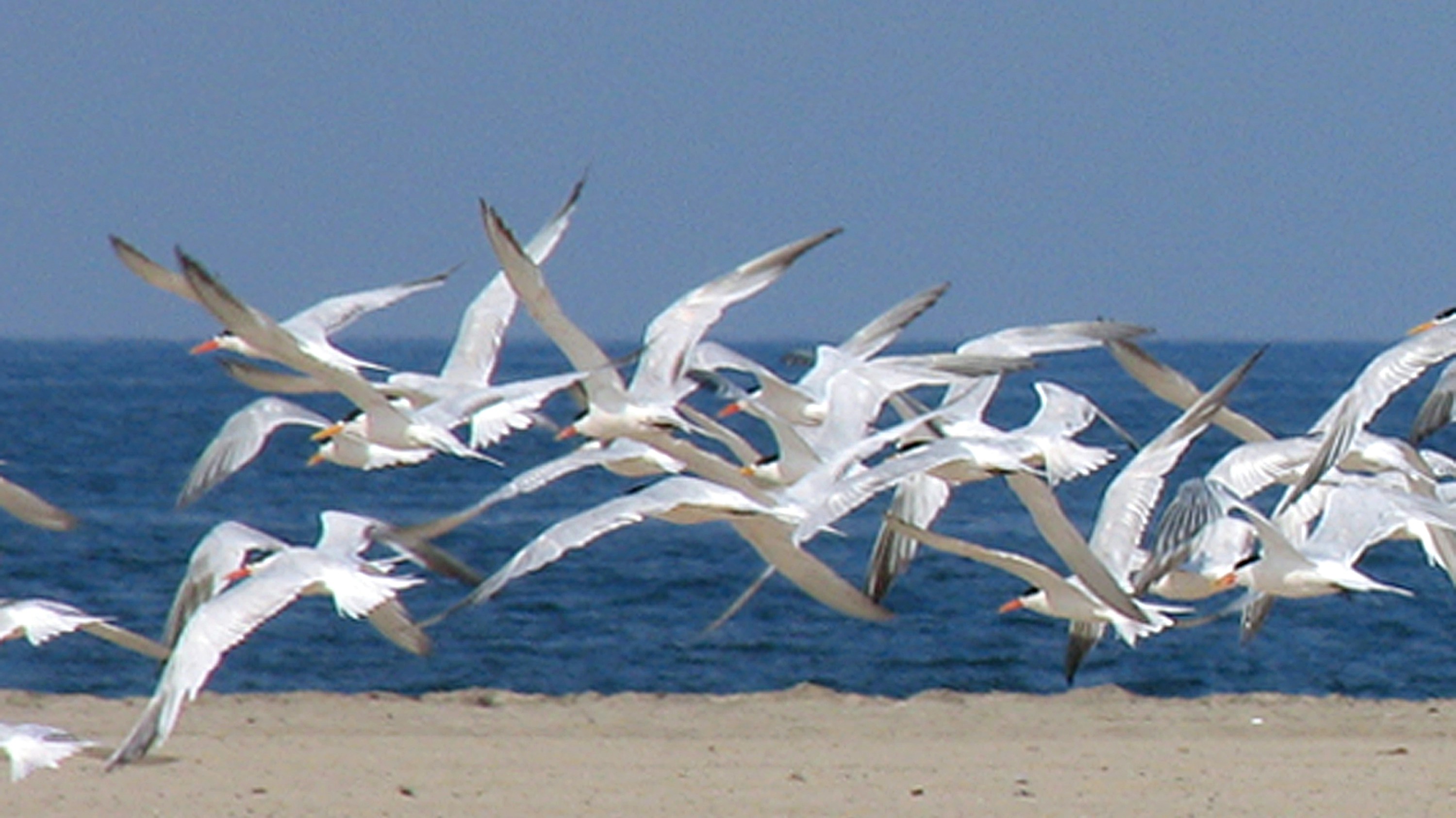 Terns in motion | A flock of seagulls flying over a beach