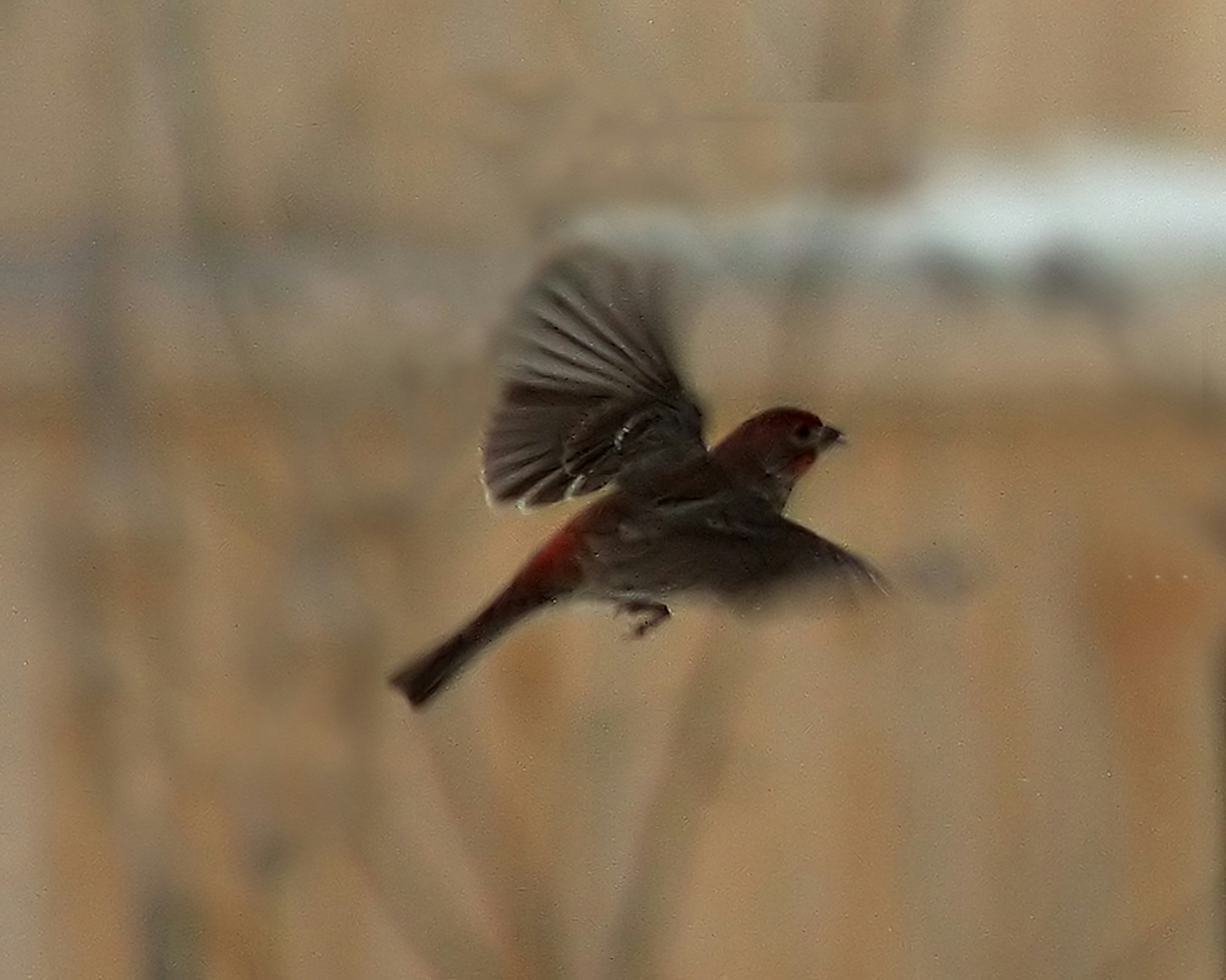 A Moment in Flight: The Dance of the House Finch