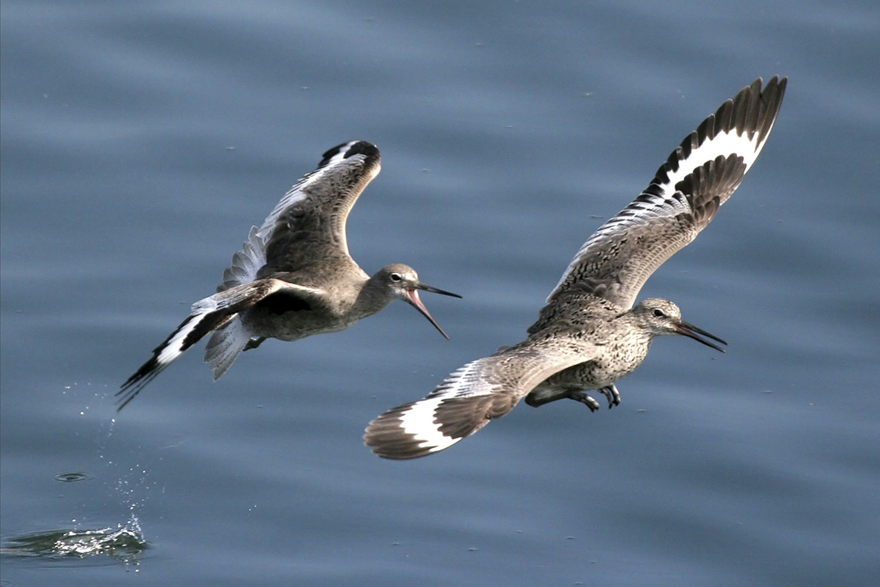 Two shorebirds take flight above shimmering waters, showcasing their graceful wings and dynamic movement.