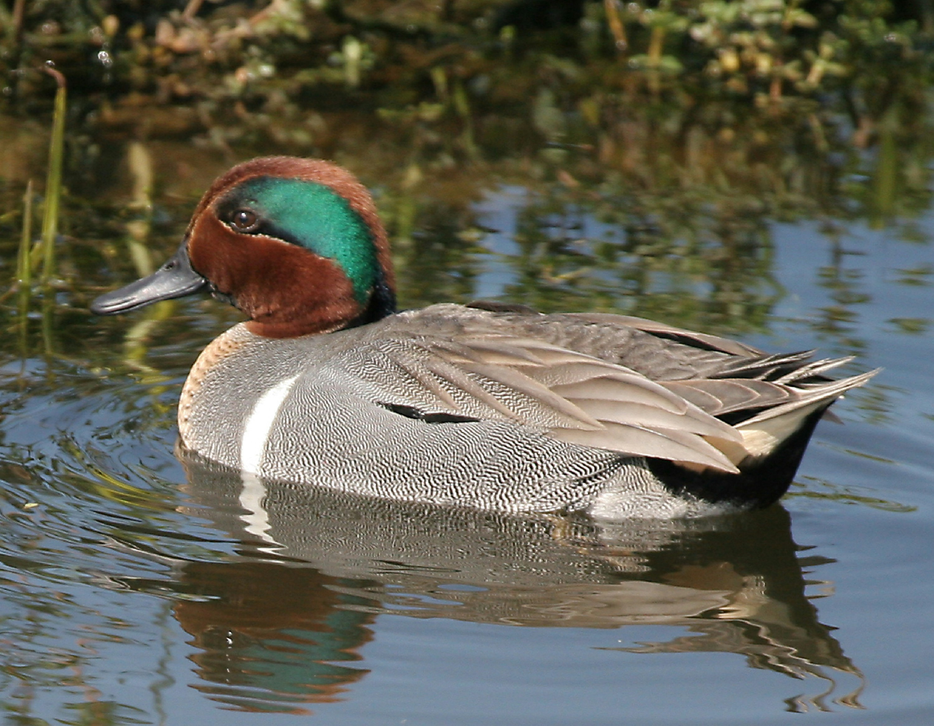 Emerald-Crested Serenity