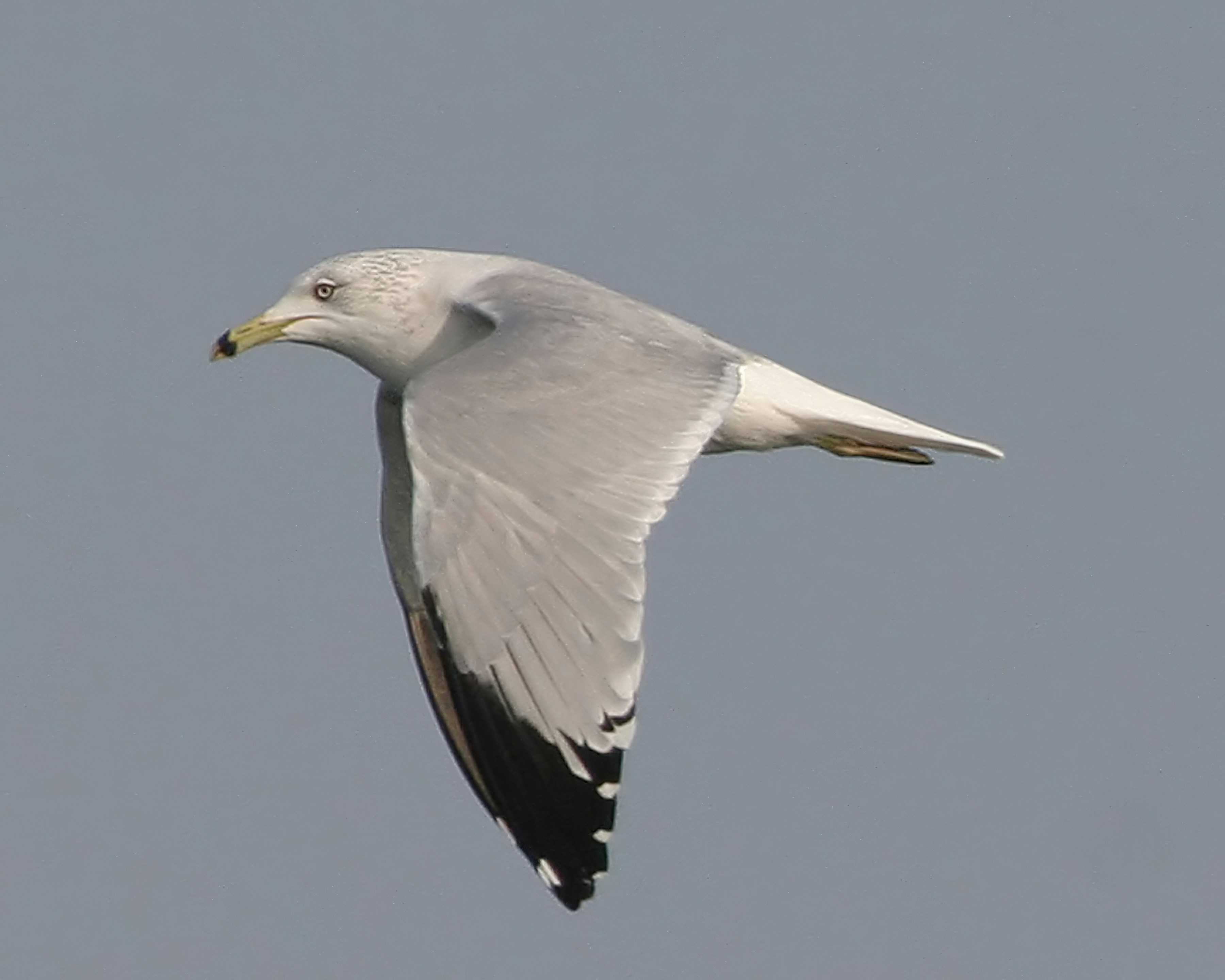 Wingtip Portrait: Seagull Across a Pale Blue Sky
