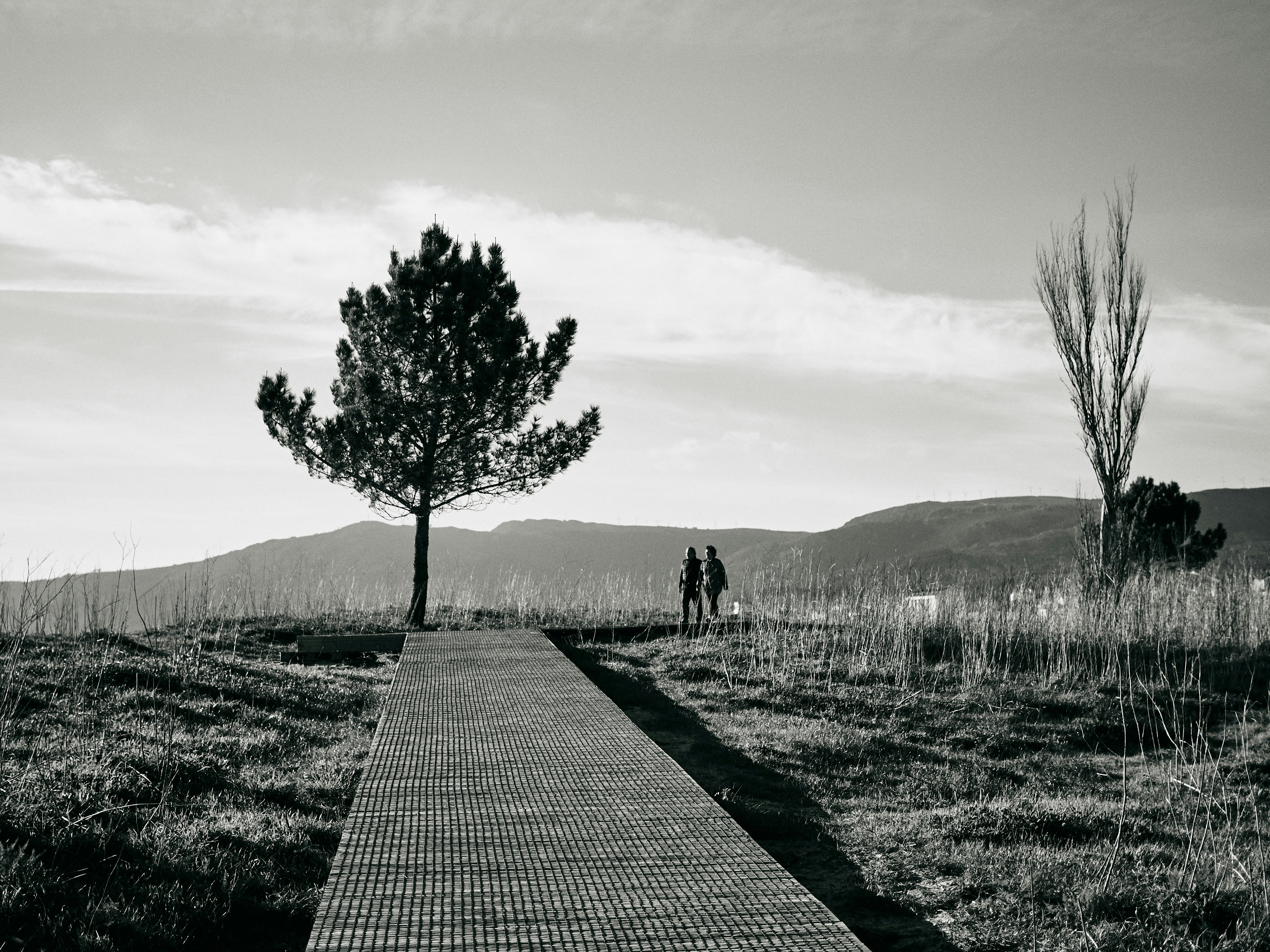 Boardwalk leading to a lone tree under a vast sky, with distant hills in the background.