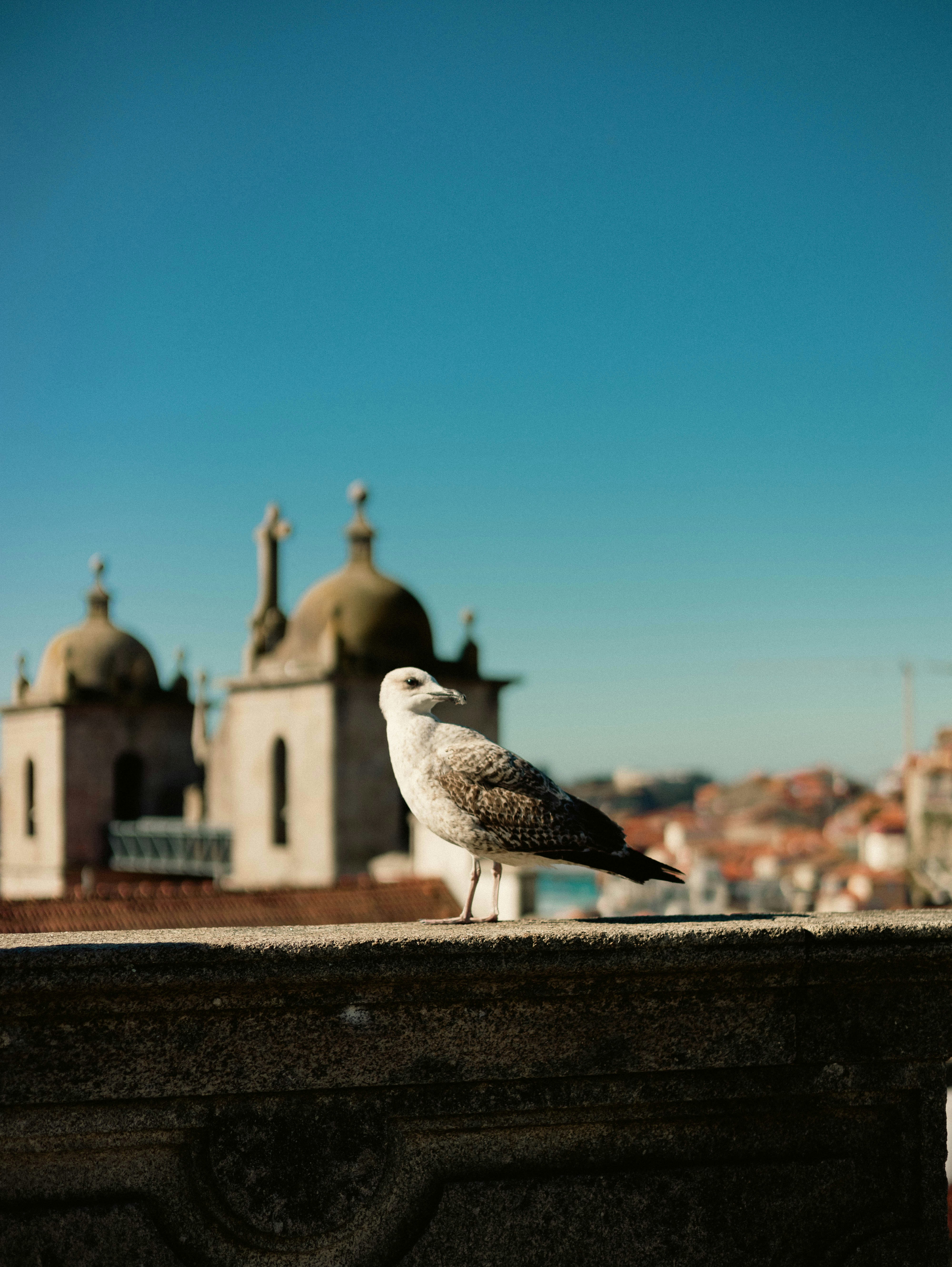 A seagull sitting on the ledge of a building photo – Free Animal Image ...
