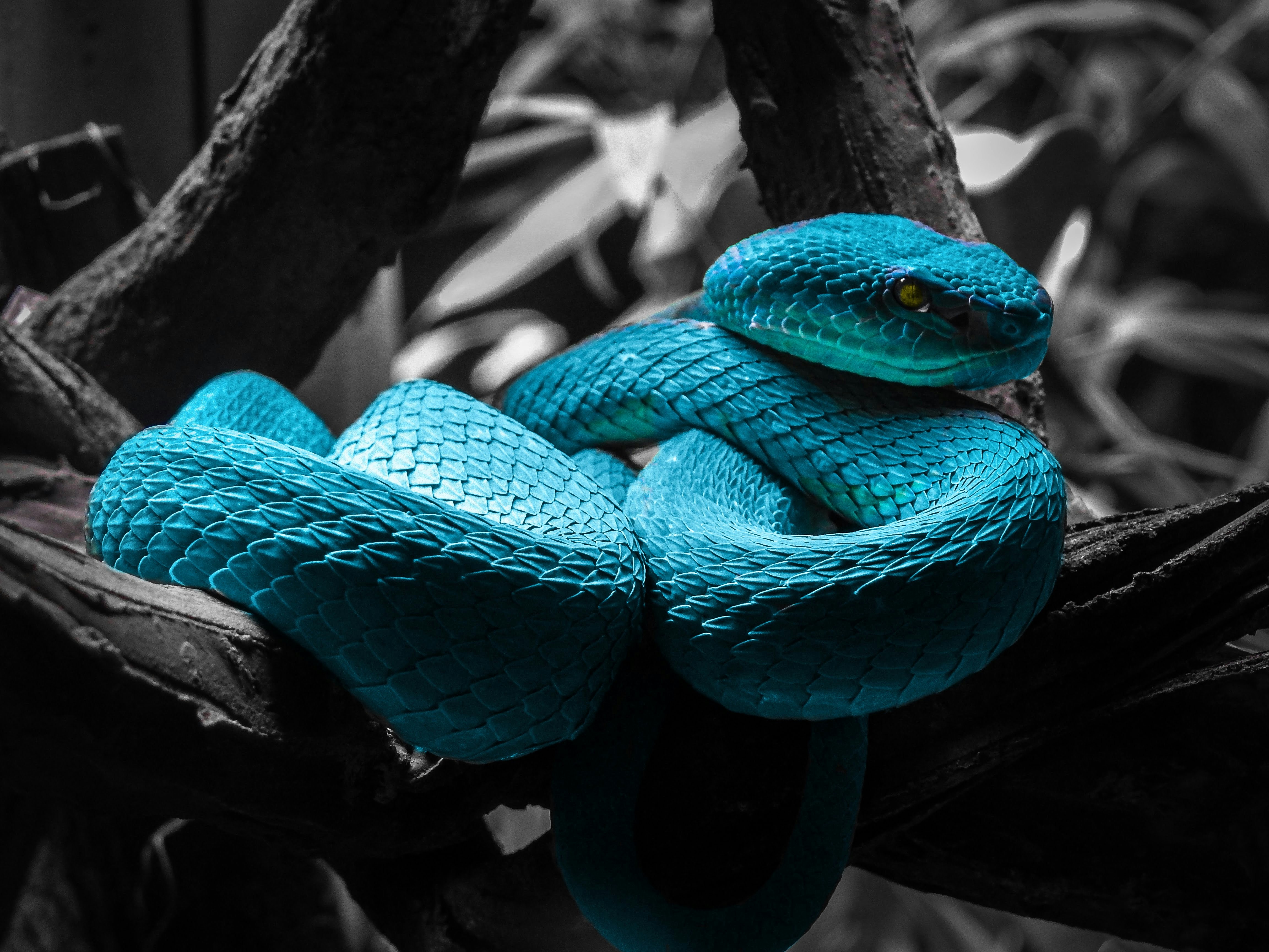 Blue snake coiled on a tree branch with textured scales highlighted.