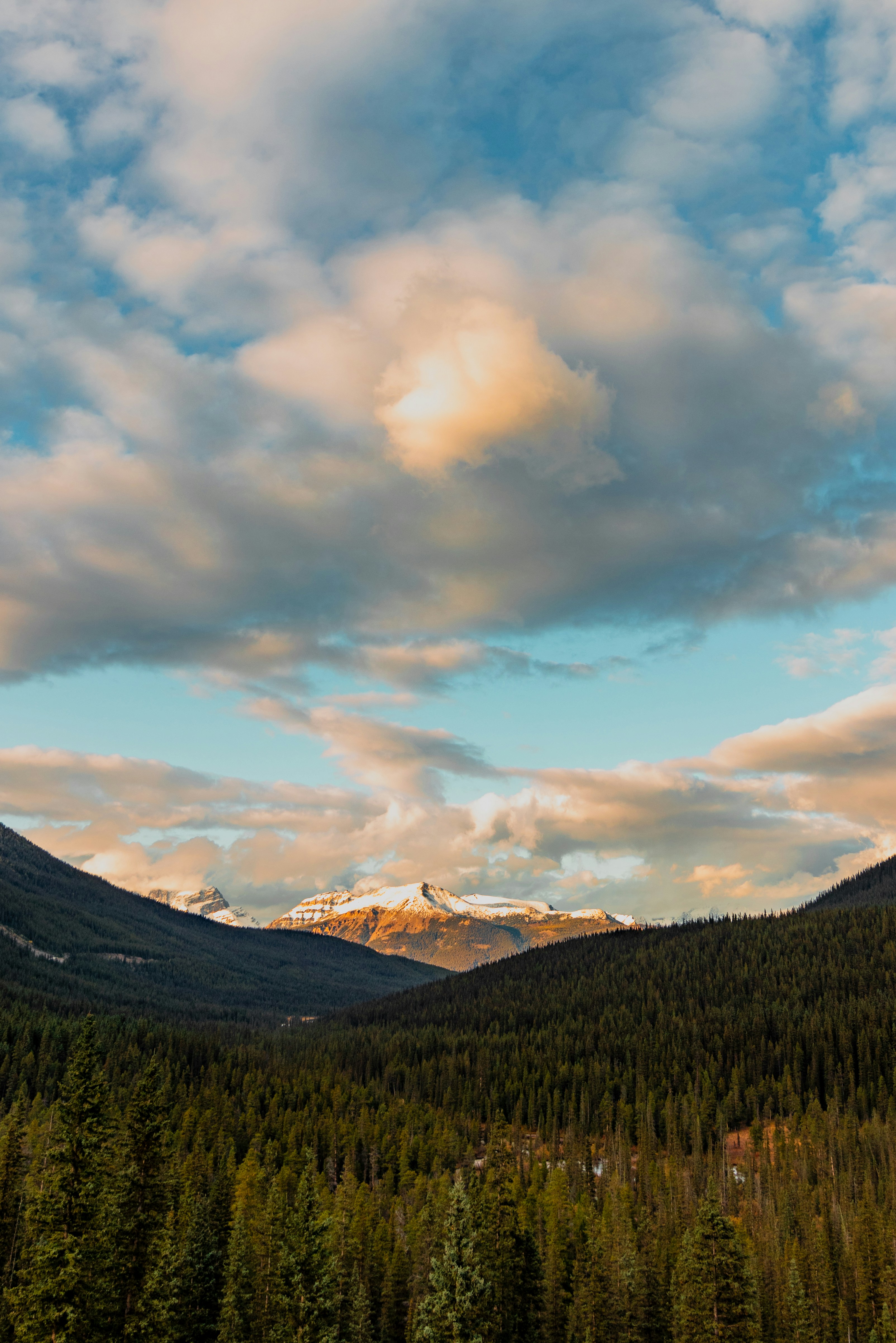 A scenic view of a forest with mountains in the background photo – Free ...