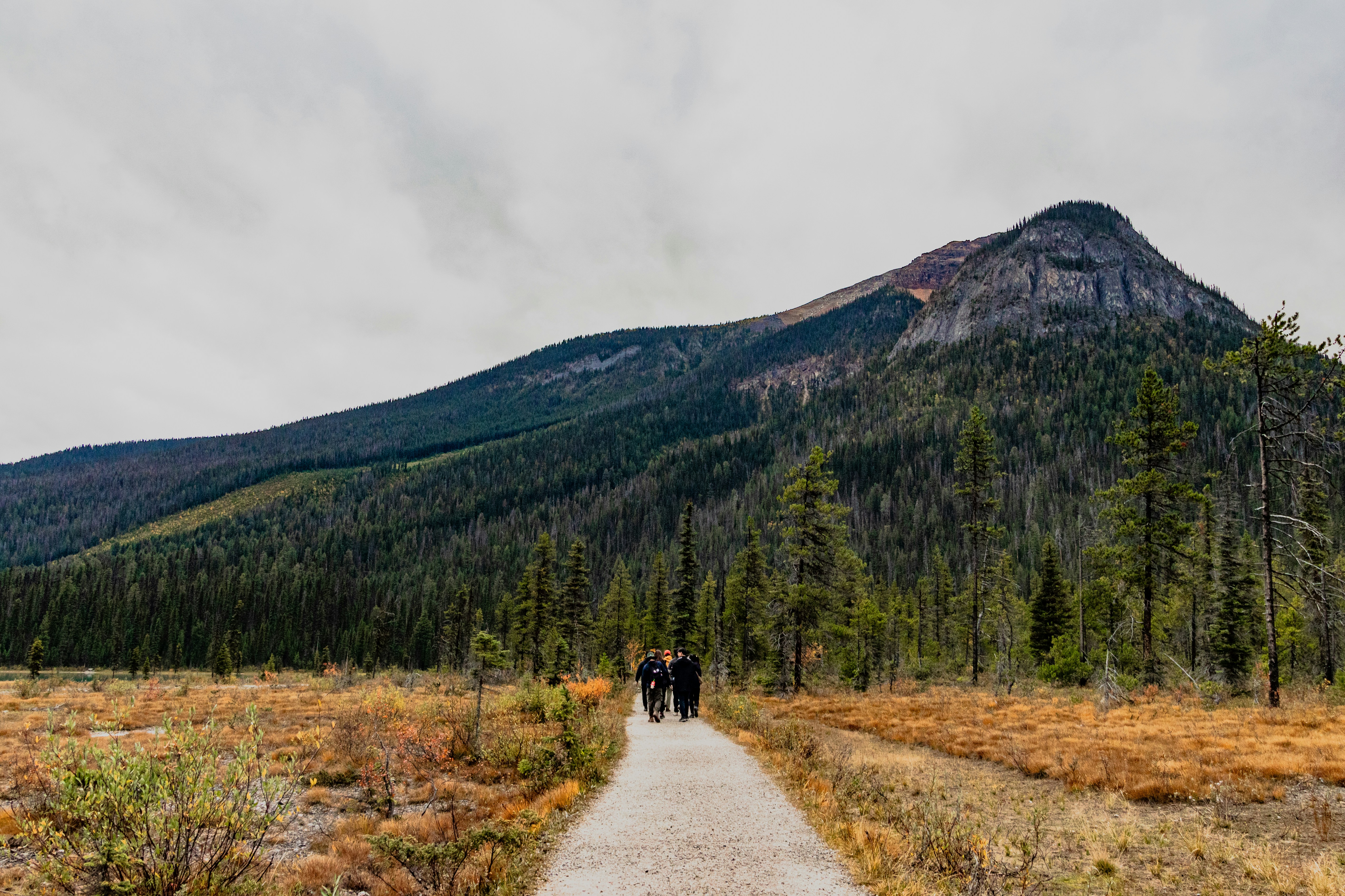 Pathway to the Pines