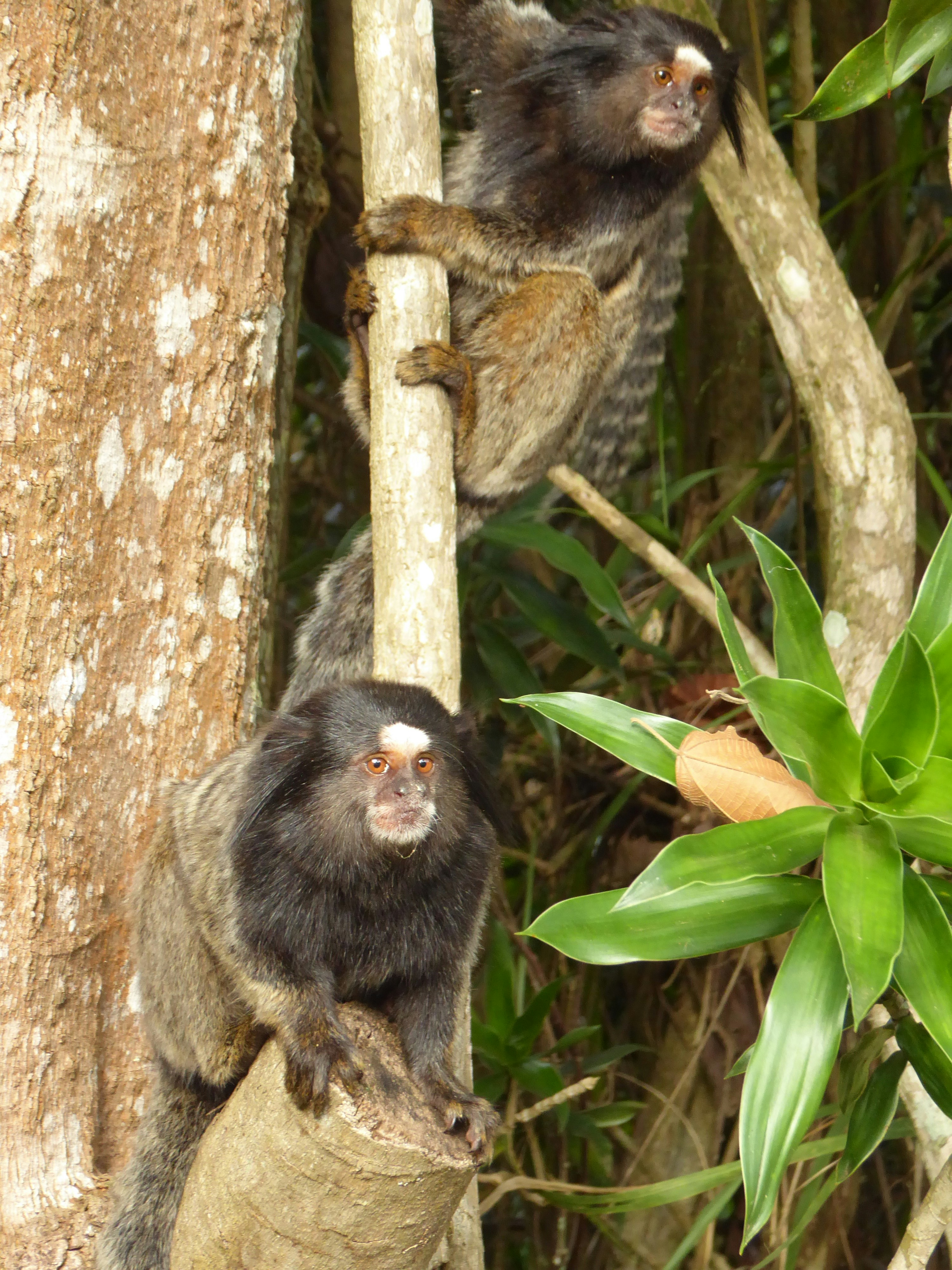 Mico estrela - Monkey from Brazil