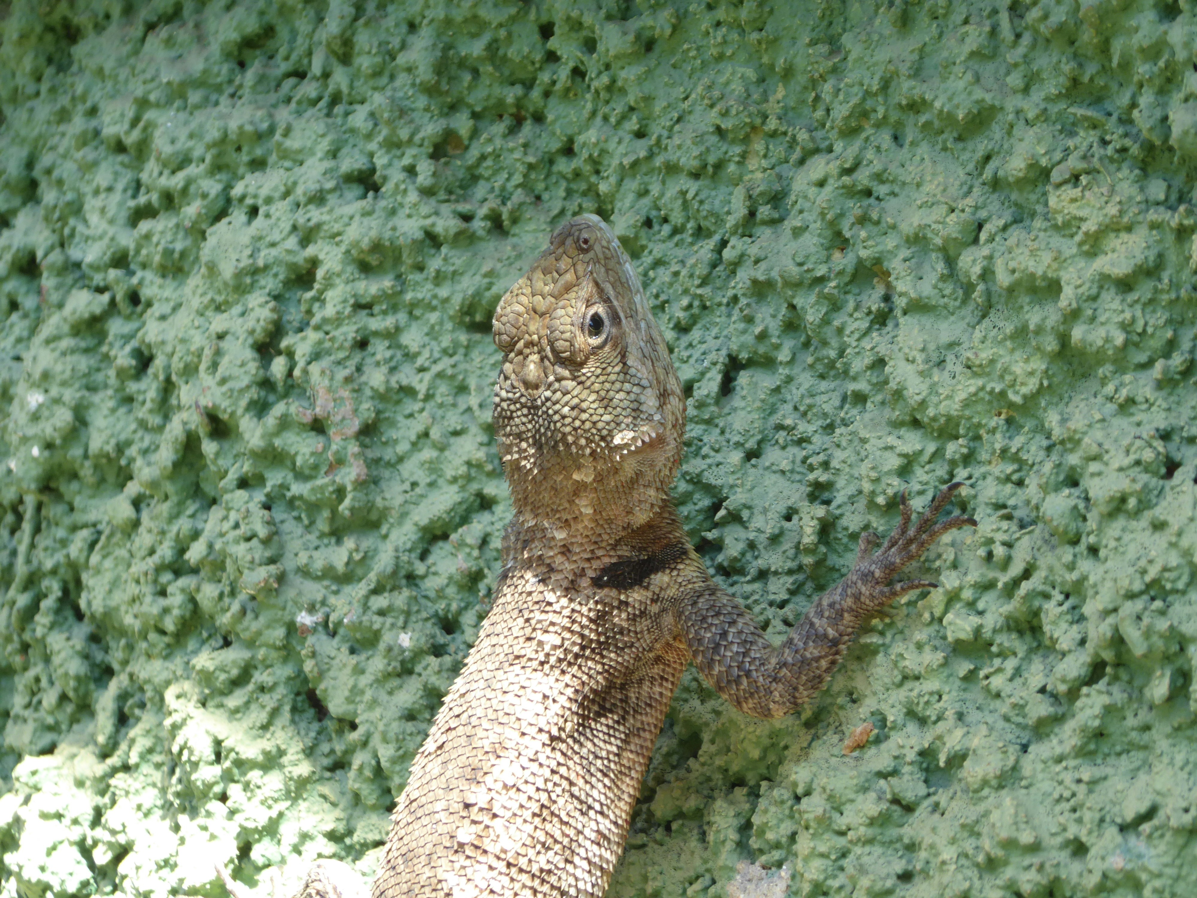 Lizard clinging to a textured green wall, blending seamlessly with its surroundings.