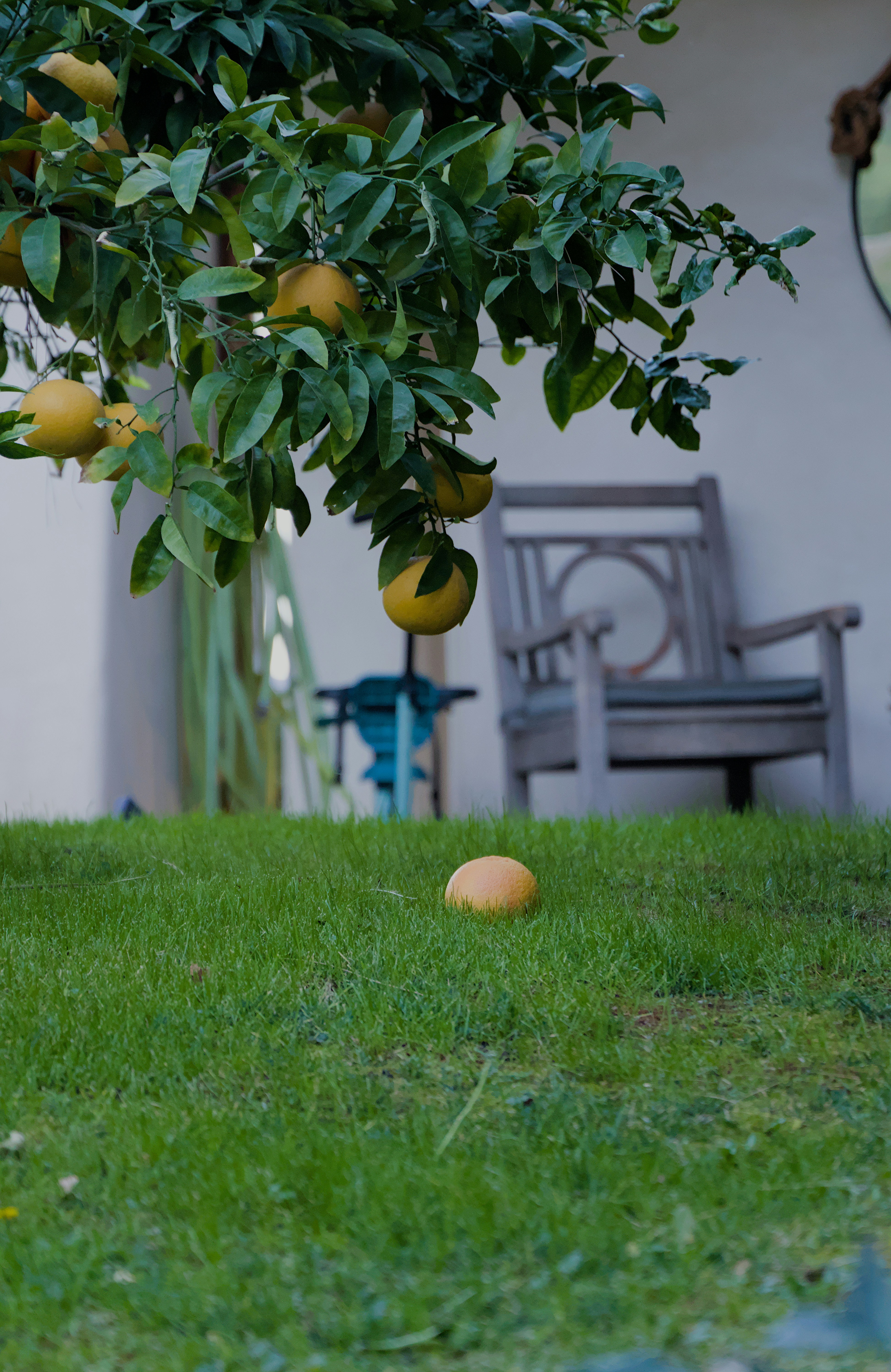 Solitary Orange on the Lawn Under a Citrus-Laden Tree