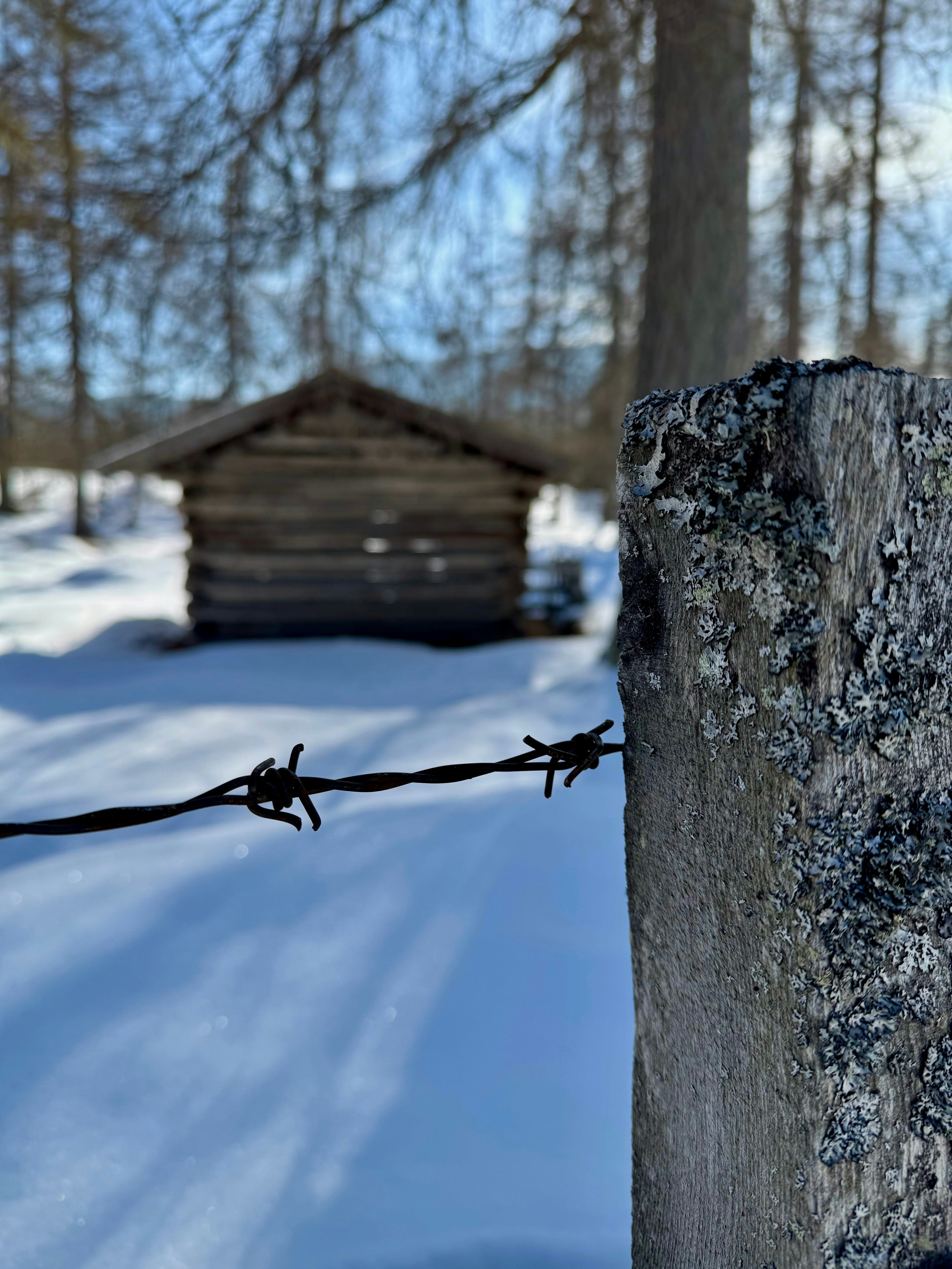 Whispers of Winter: A Forgotten Cabin