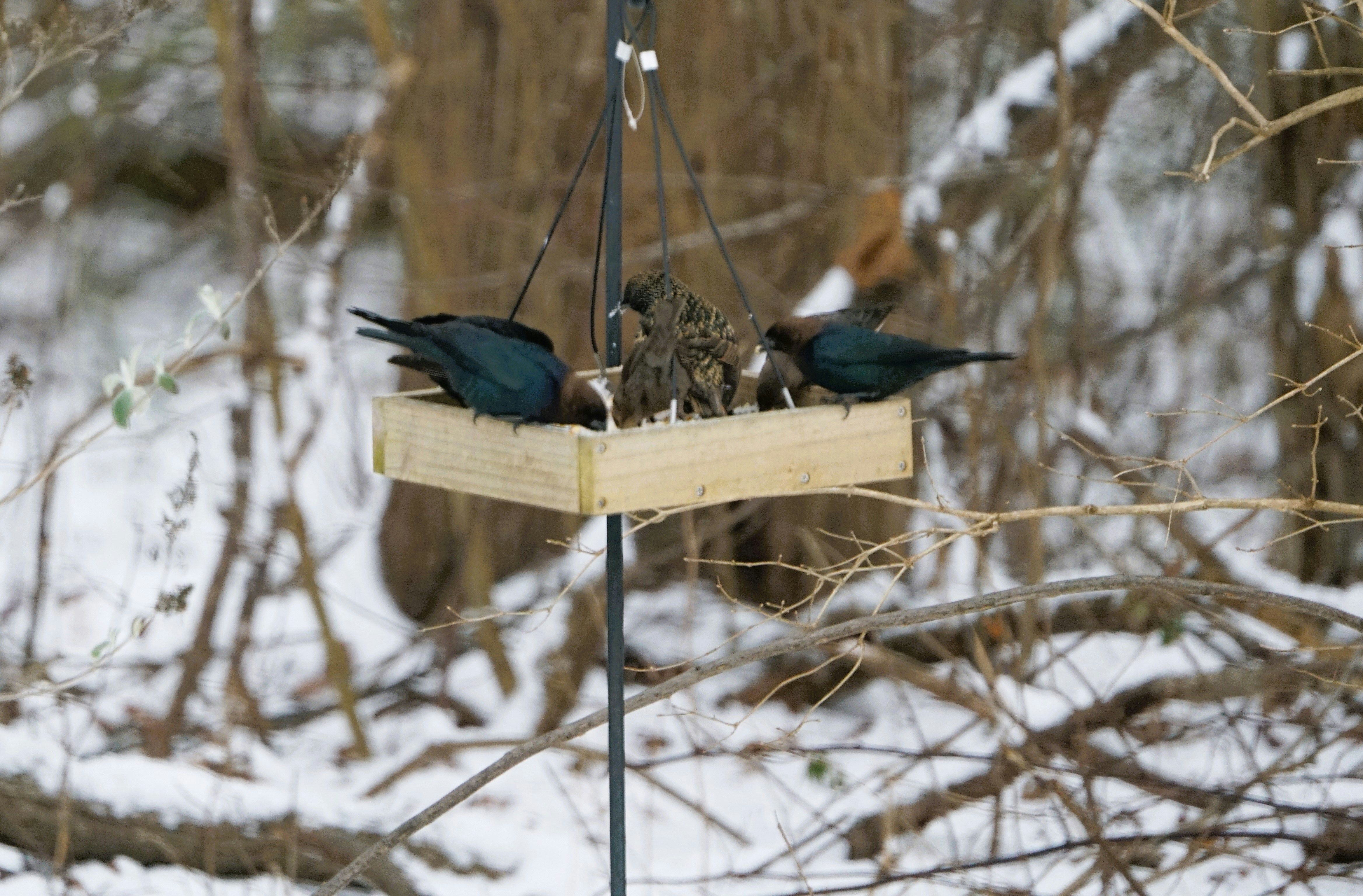 Snowbound Feeder Rendezvous: Iridescent Birds at a Hanging Tray