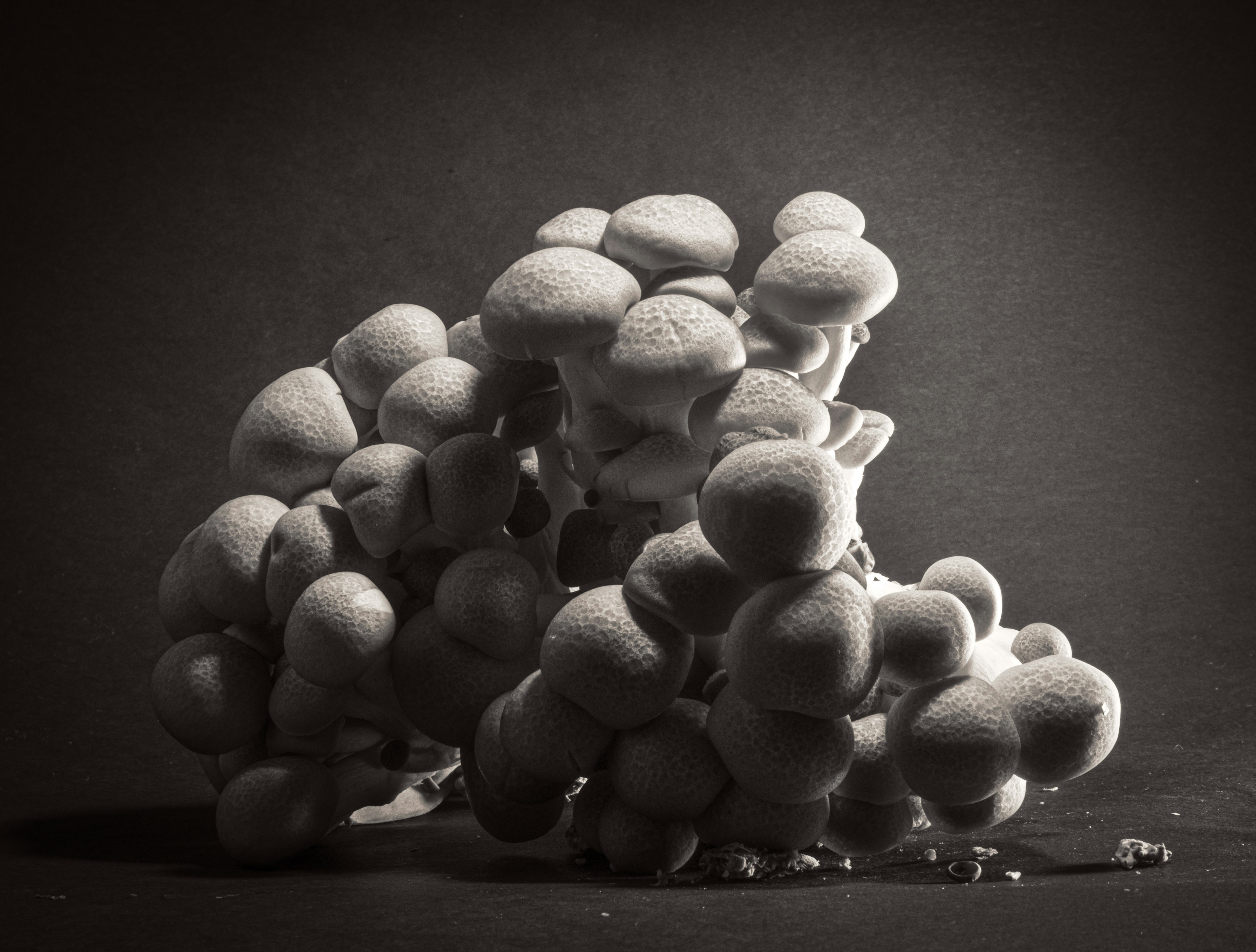 Cluster of mushrooms composed in dramatic monochrome lighting, casting intricate shadows.