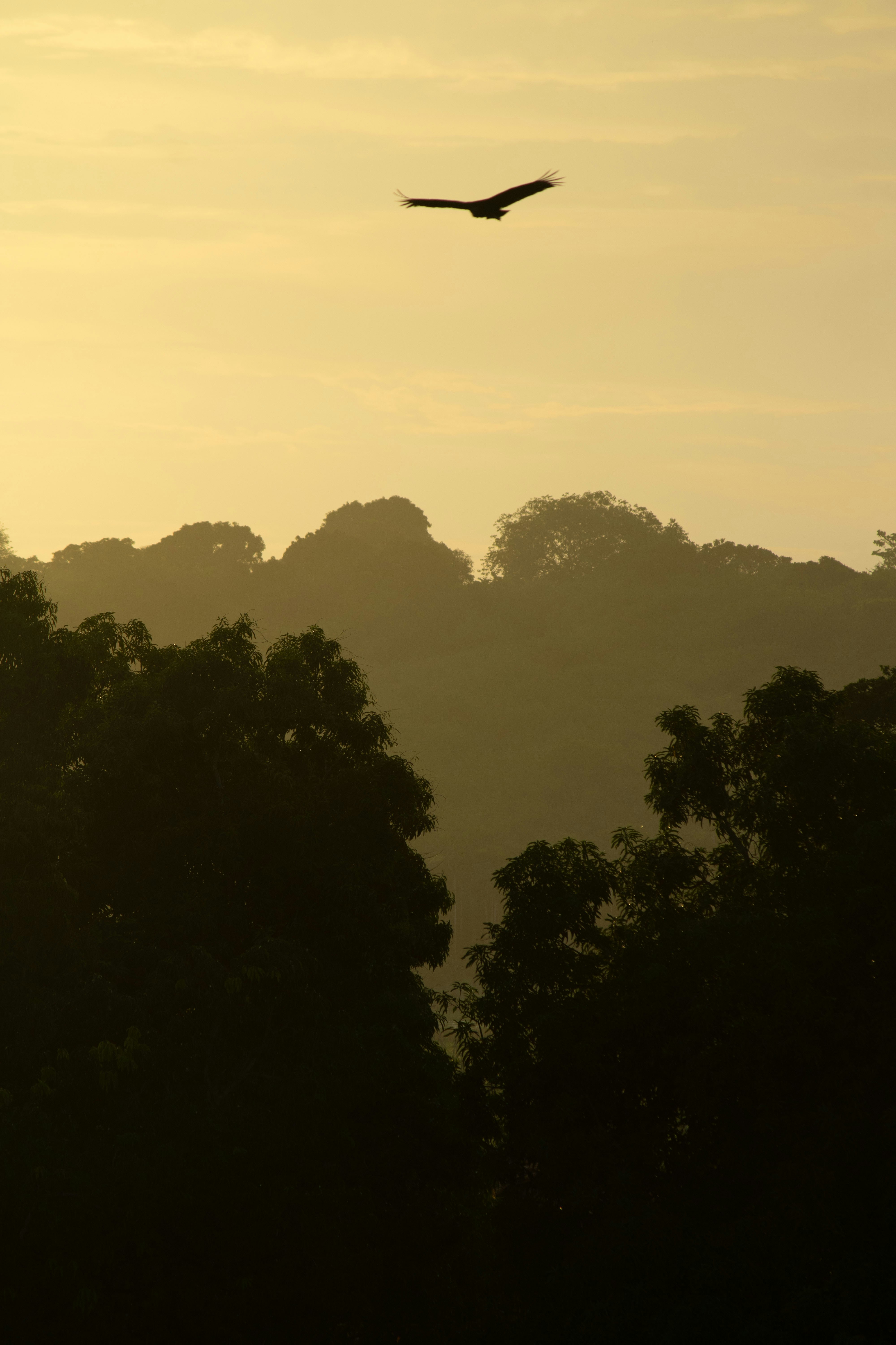 Dawn Sentinel: A Bird Traces the Golden Horizon