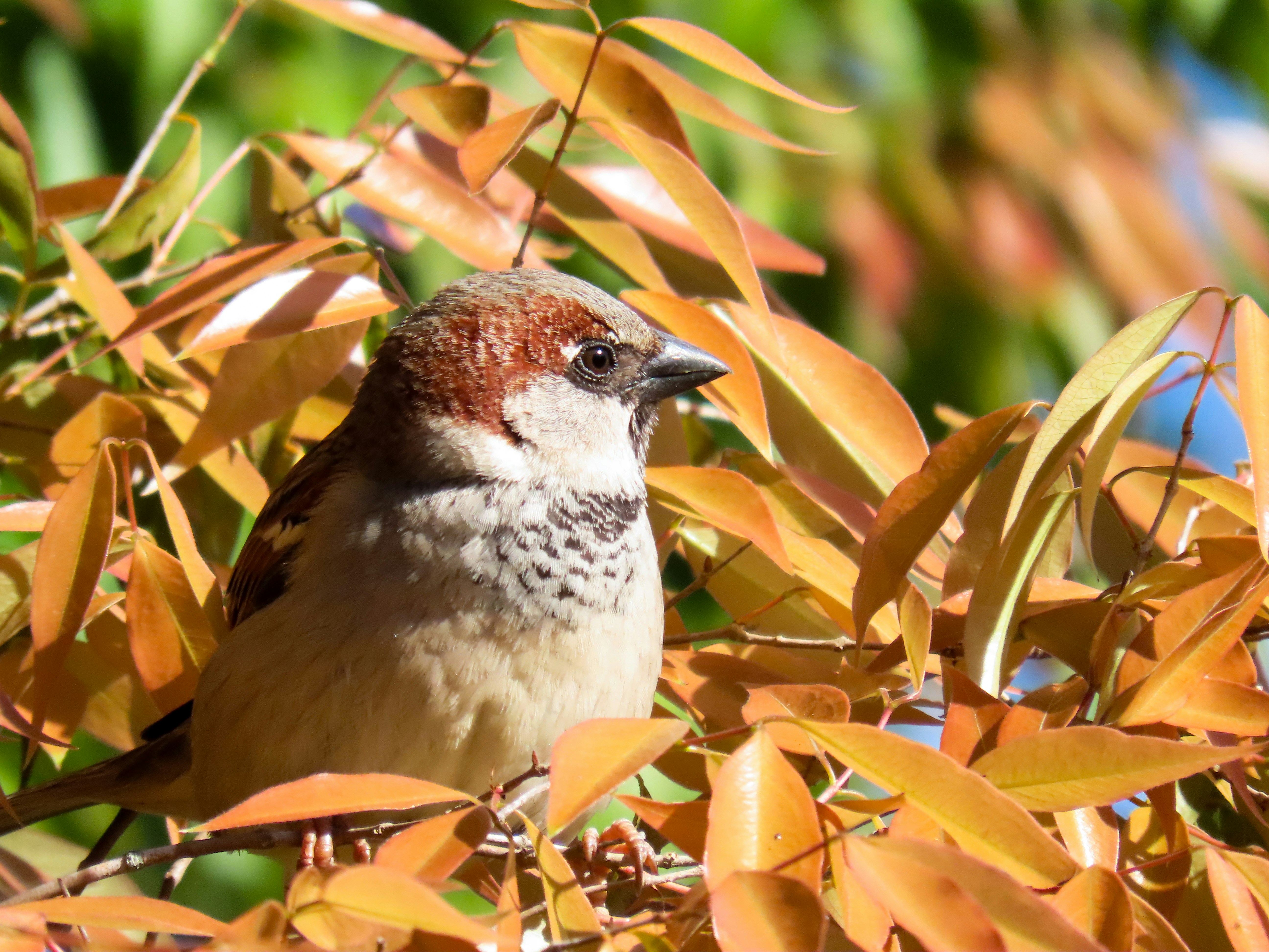Brown-headed Sparrow among amber leaves