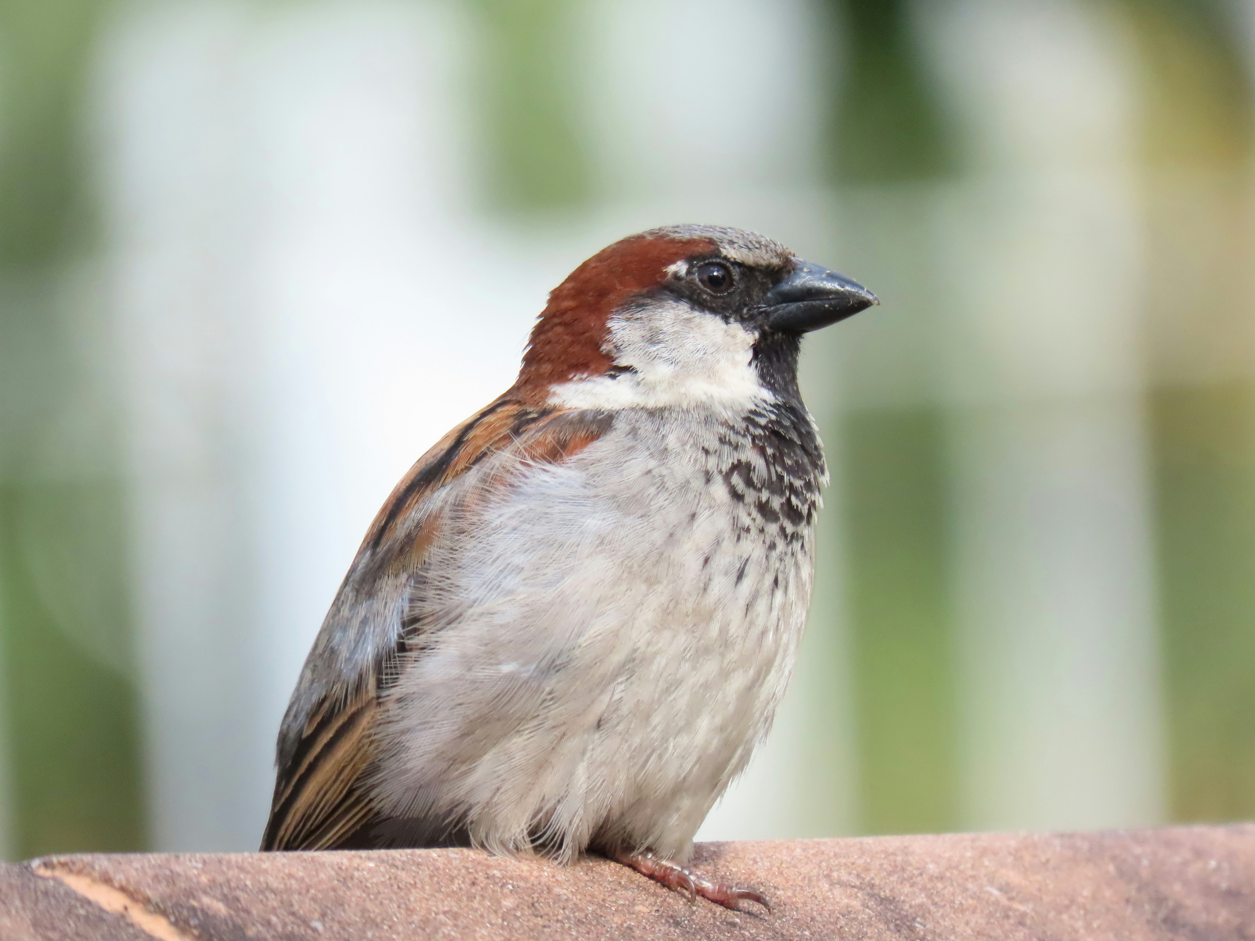 Pardal/House Sparrow (Passer domesticus)