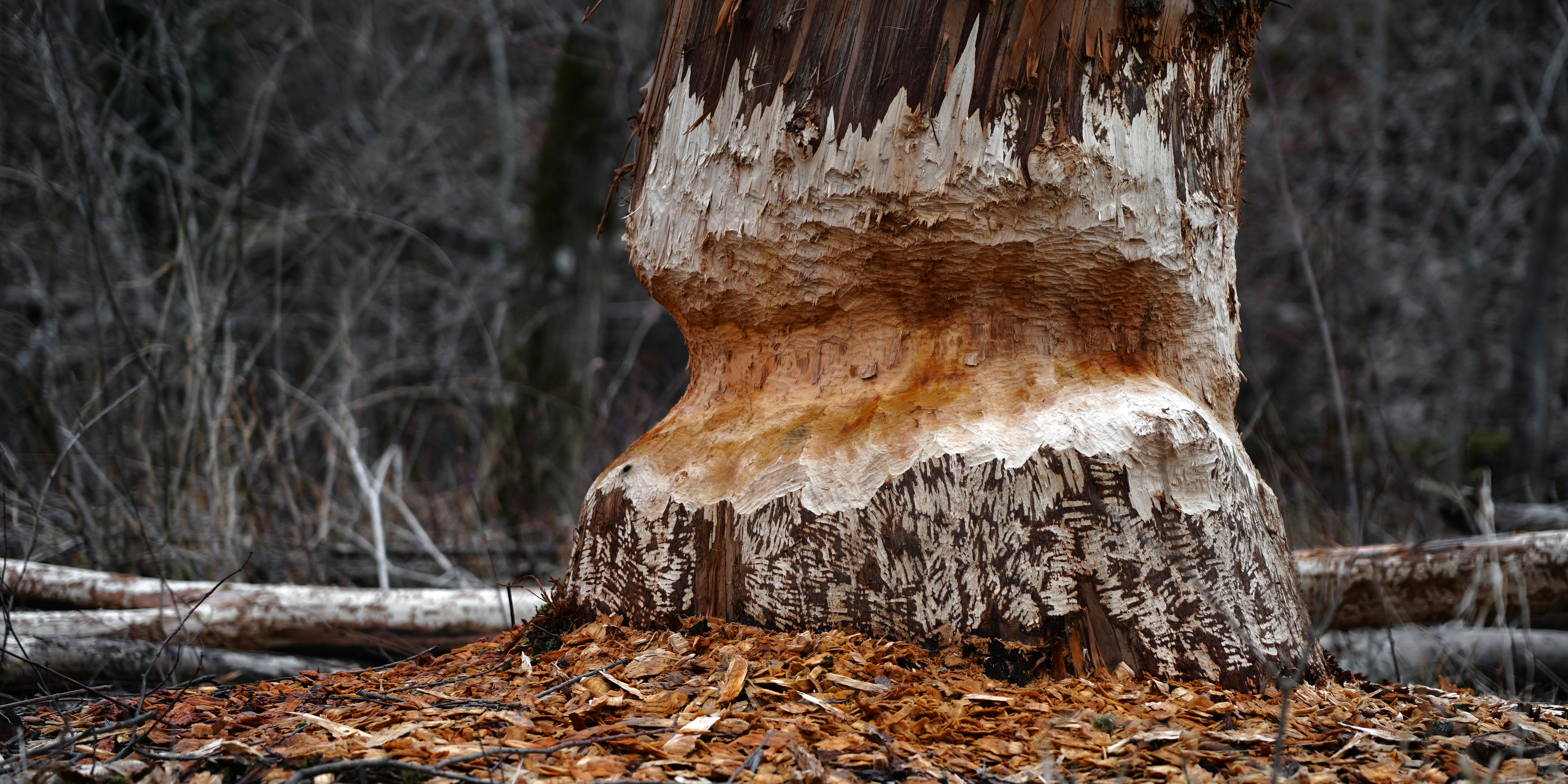 Nature's Architects: Beaver's Masterpiece
