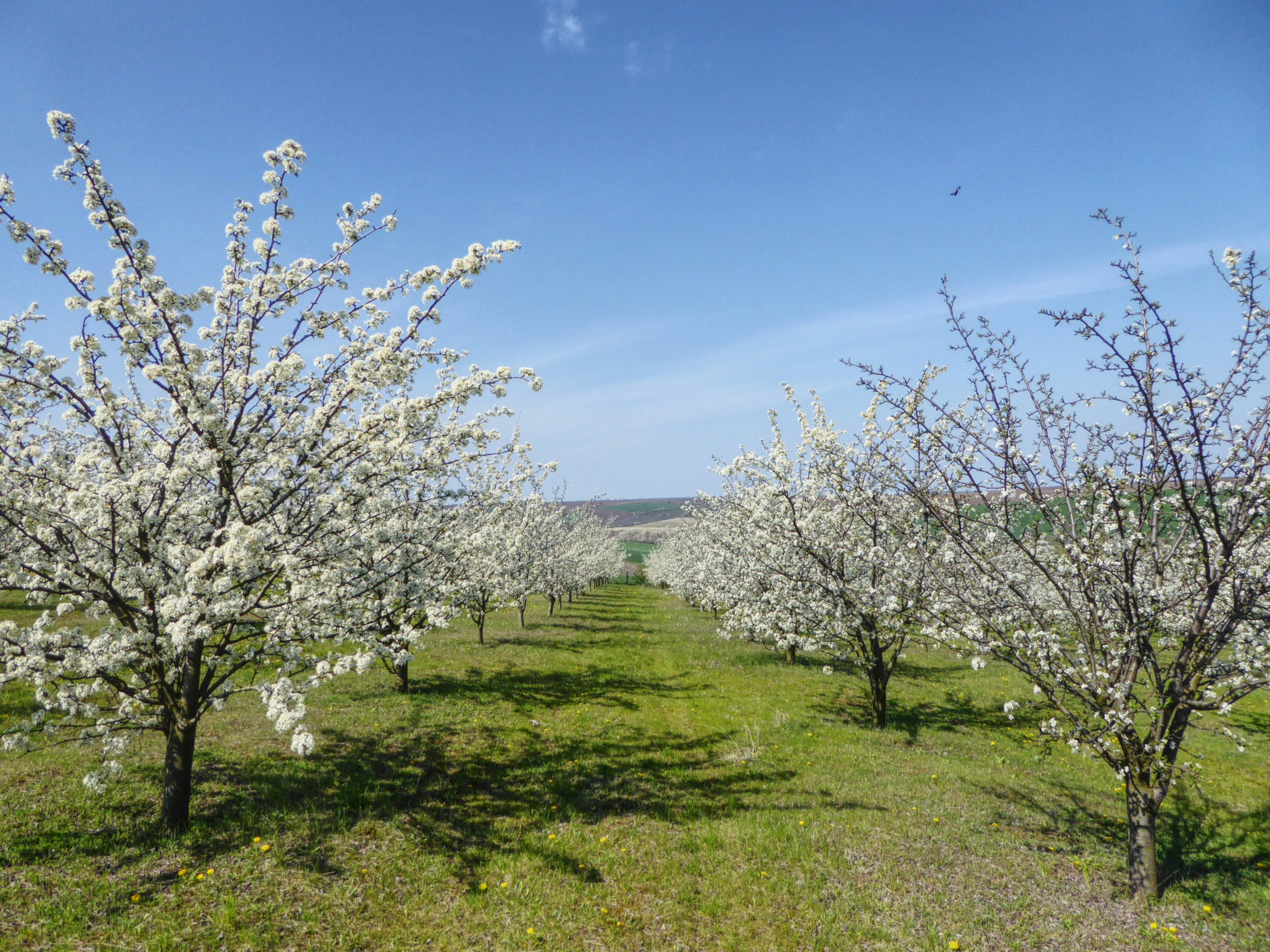 A field full of trees with white flowers photo – Free Flower Image on ...
