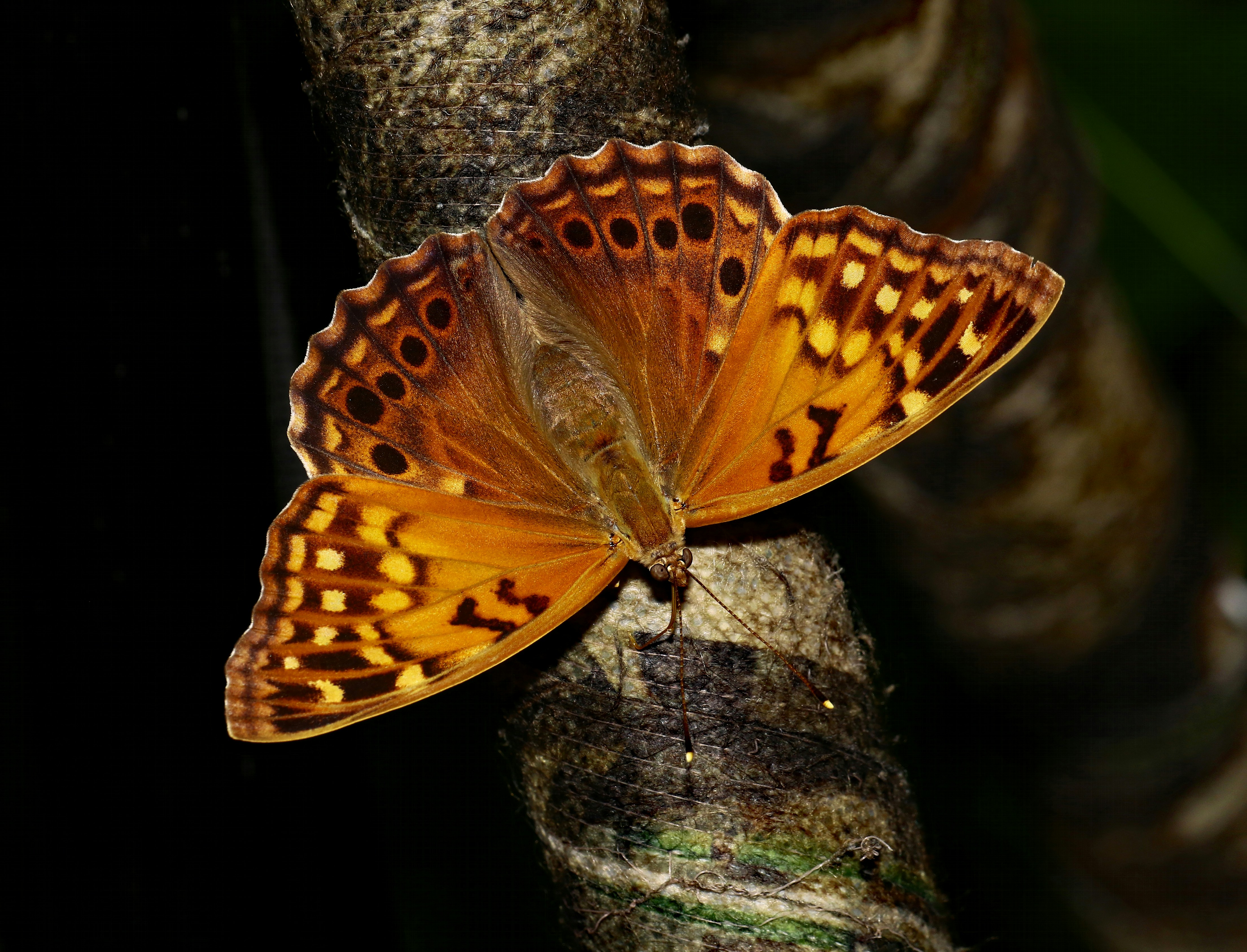 A close up of a butterfly on a tree branch photo – Free Butterfly Image ...