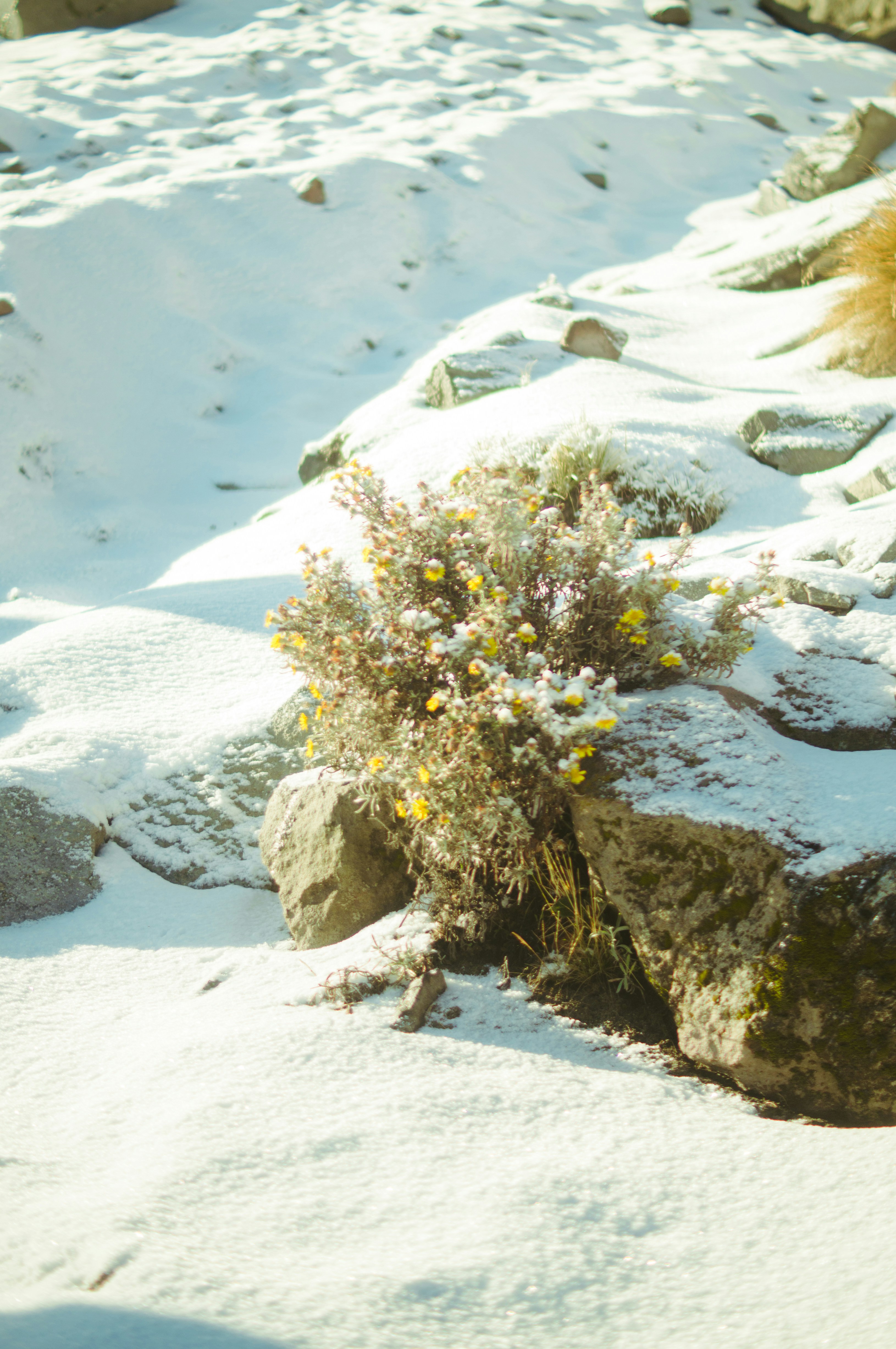 A small bush is growing out of the snow photo – Free Forest Image on ...