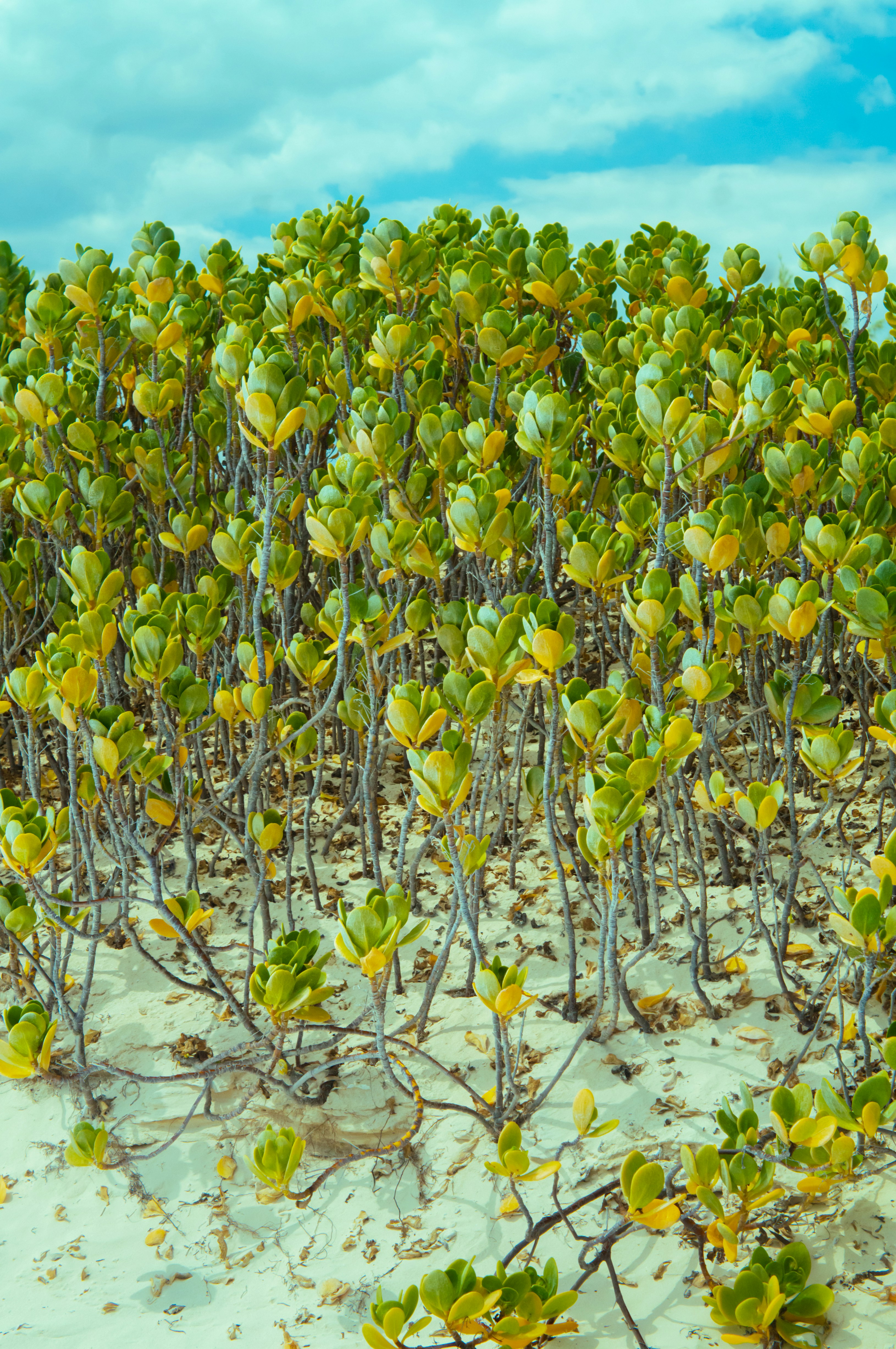 A bunch of plants that are in the sand photo – Free Isla blanca Image ...