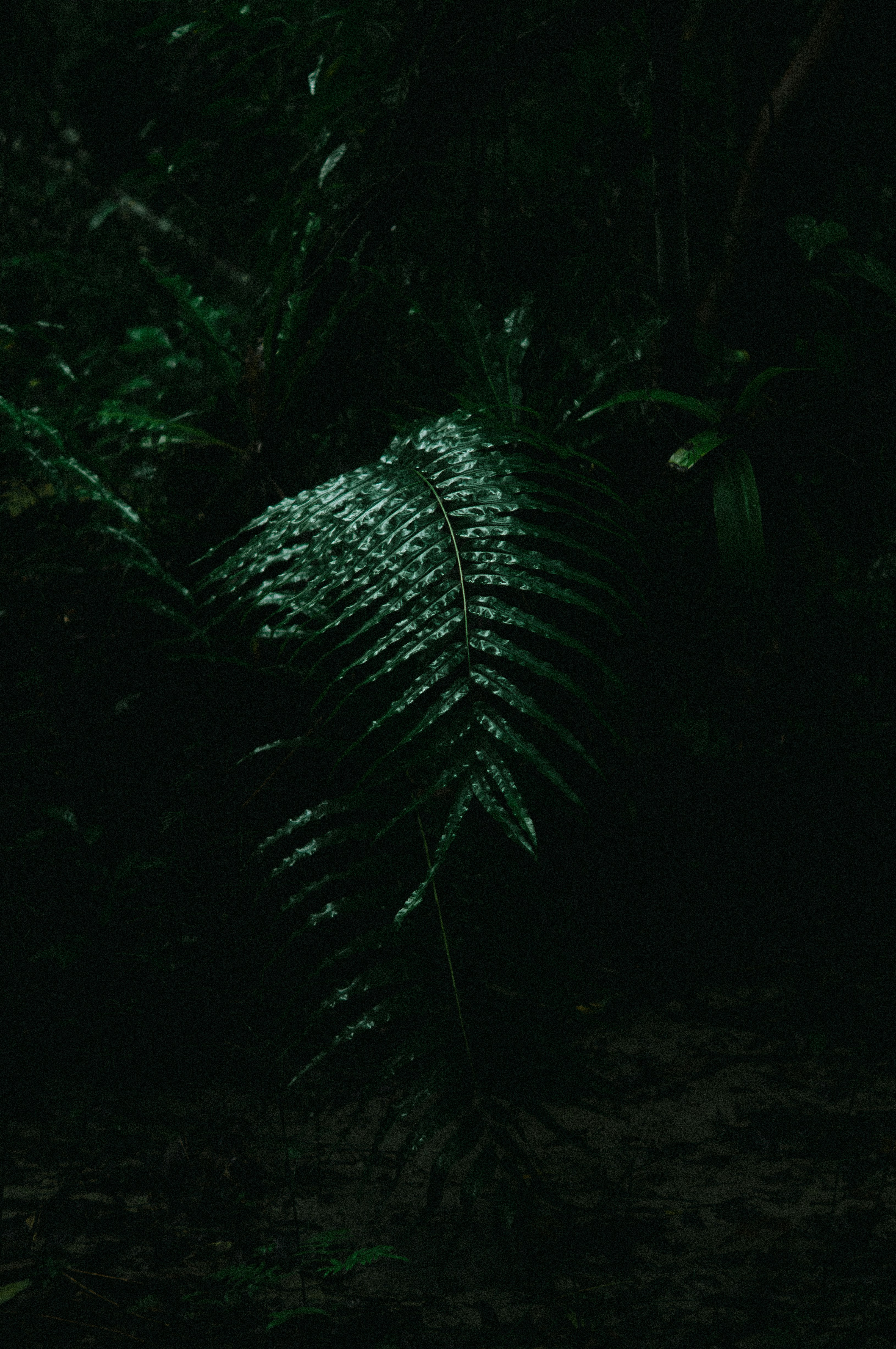 A fern leaf in a dark forest at night photo – Free Misantla Image on ...