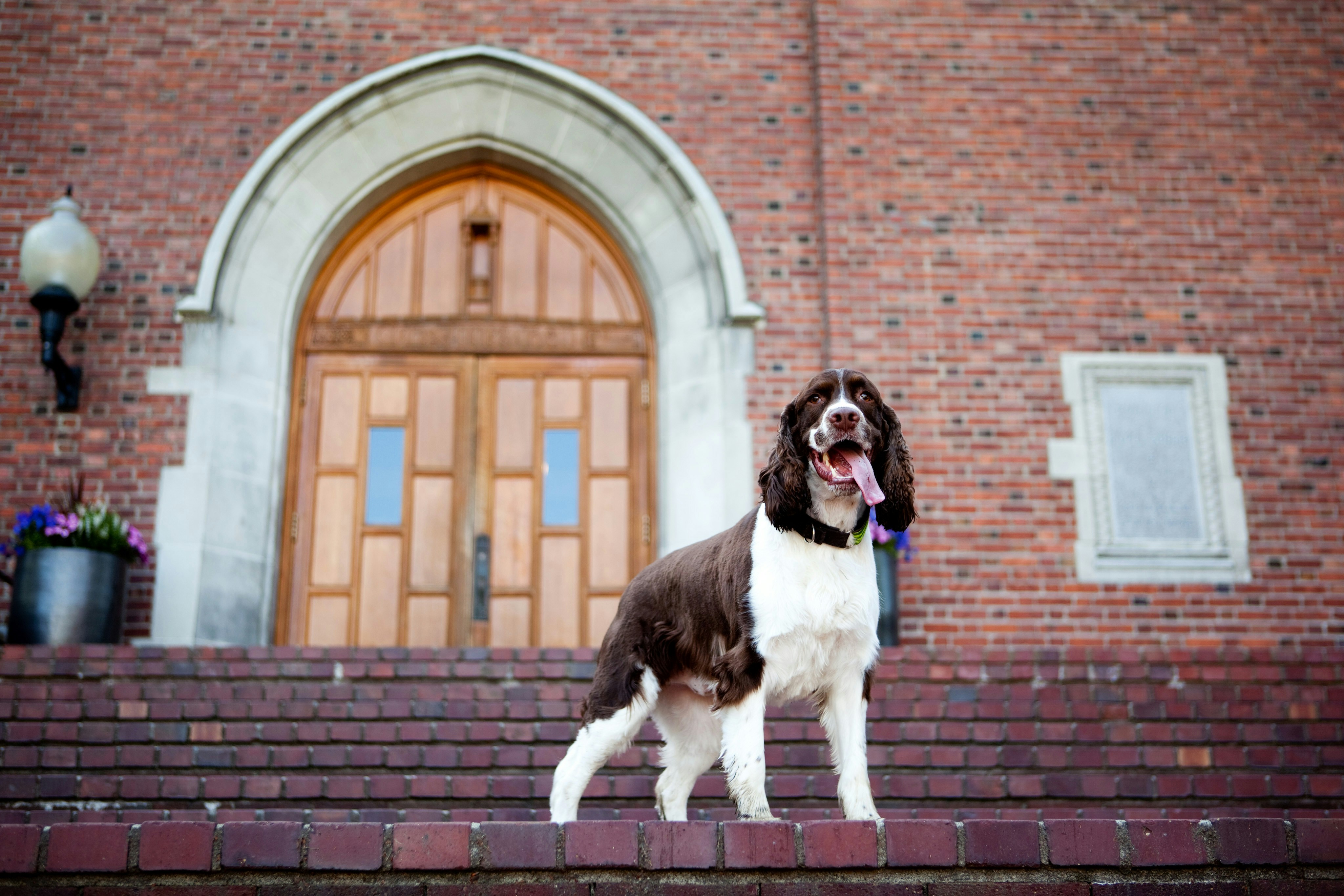 Joyful Canine Guardian of the Steps