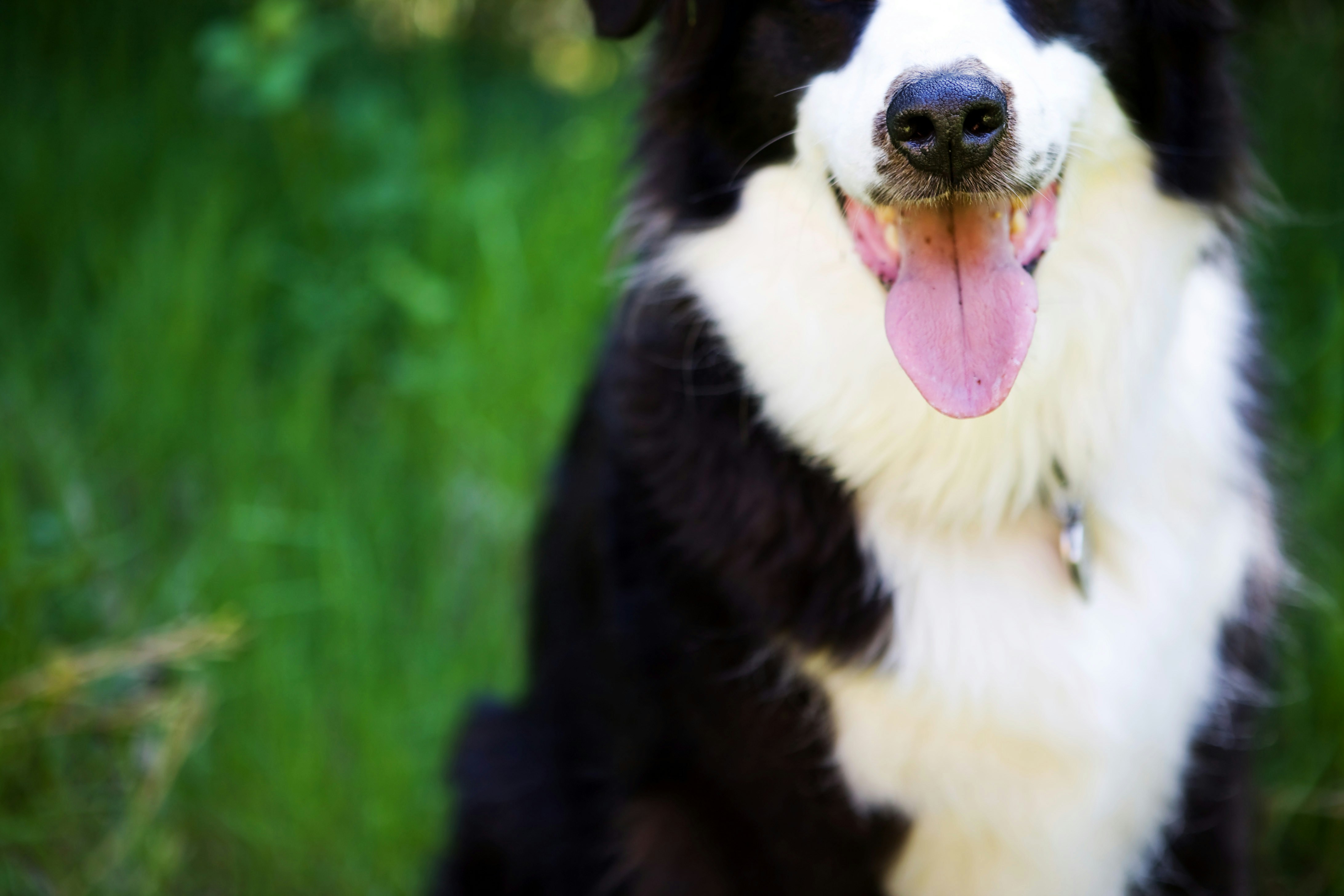 Happy border collie smiling at the camera. photo – Free Dog Image on ...